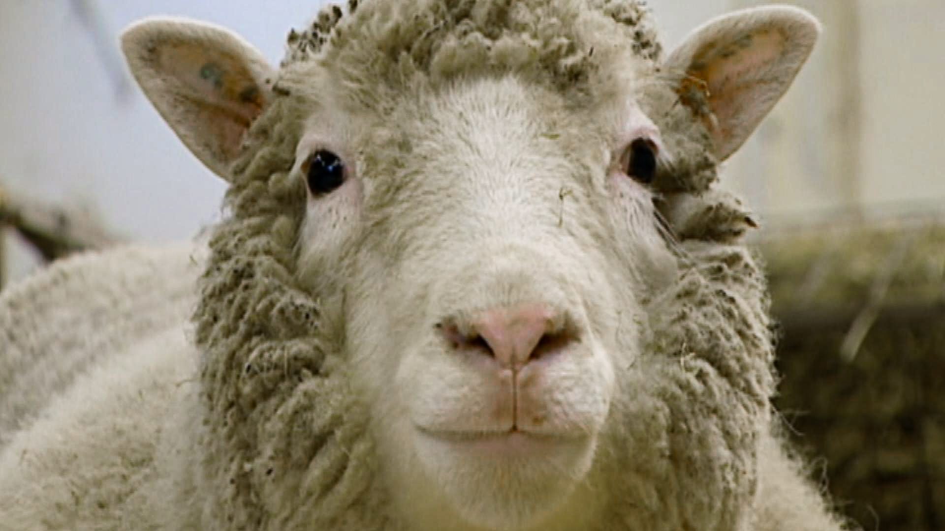 BBC Scotland - Dolly: The Sheep That Changed the World, Reaction to ...