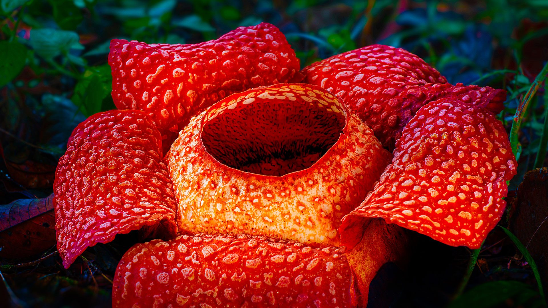 BBC iPlayer - The Green Planet - Series 1: 1. Tropical Worlds