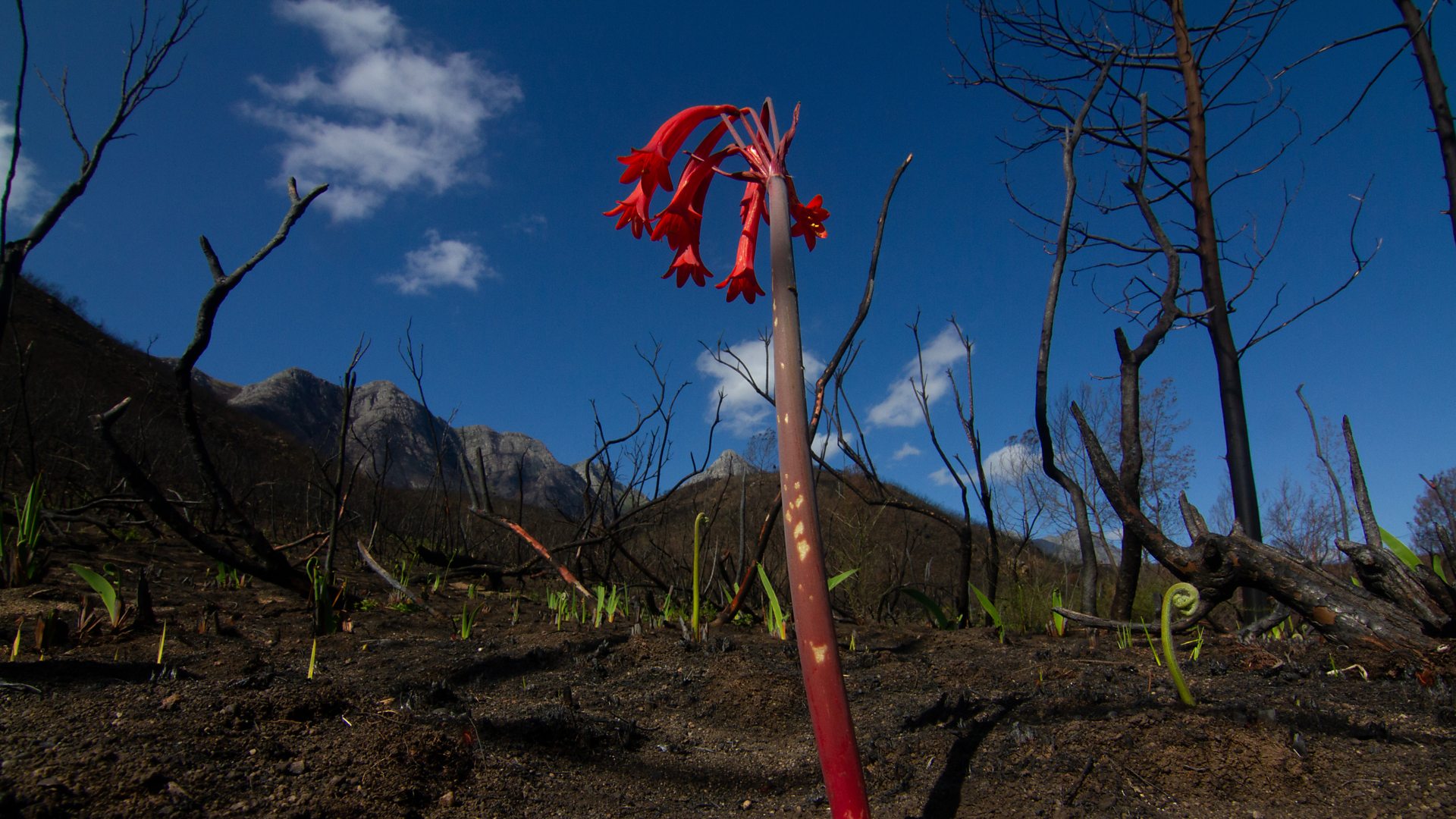 The Green Planet: Seasonal Worlds - Media Centre