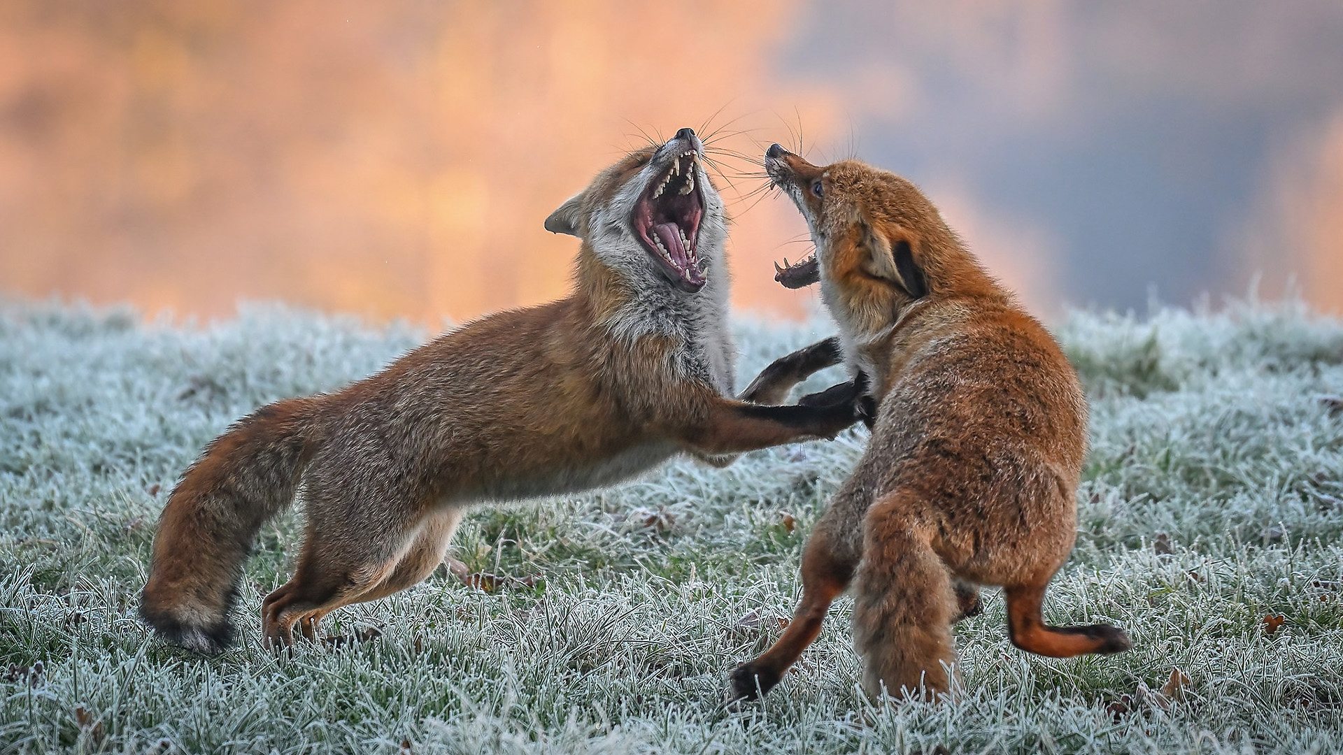 Two Fox Fighting 1920x1080 Wallpaper Grass, The Game, Fox, Pair, Fox