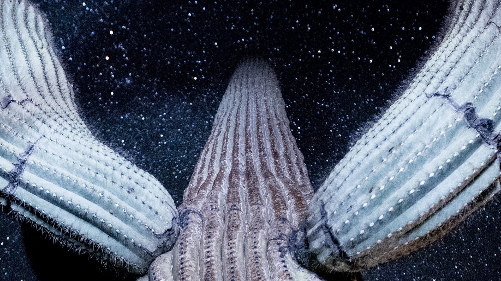 The Green Planet: Desert Worlds - Media Centre