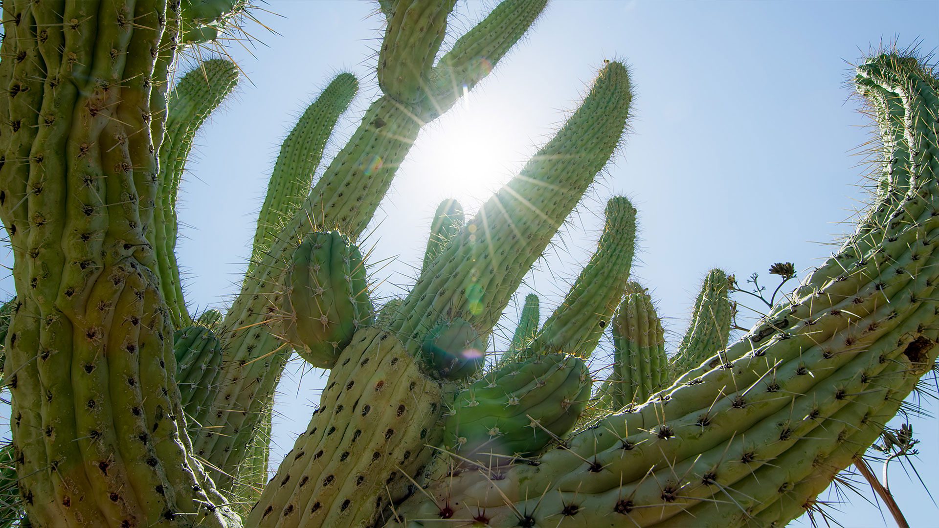 BBC iPlayer - The Green Planet - Series 1: 4. Desert Worlds