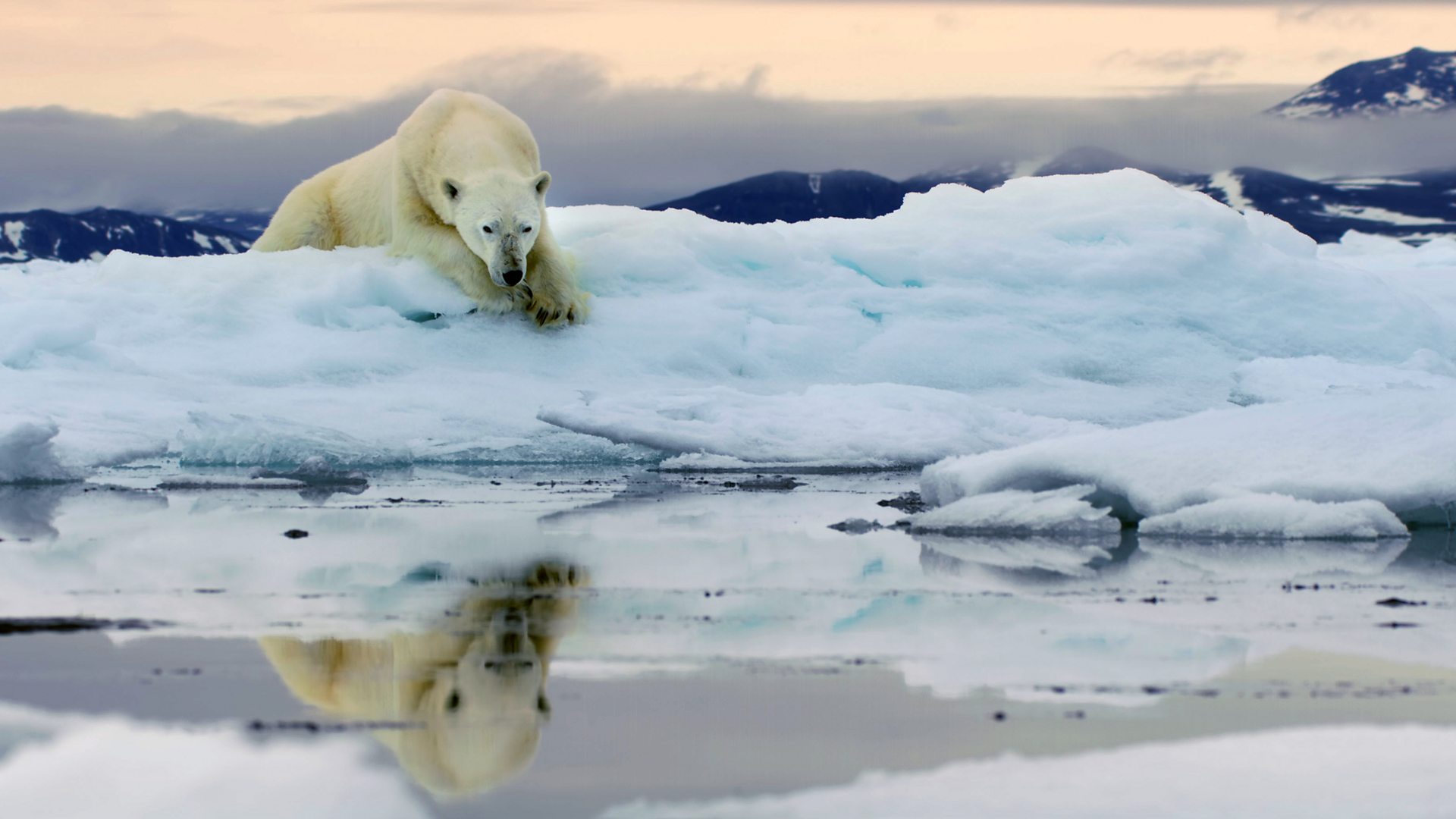 Natural history commissioning - Commissioning
