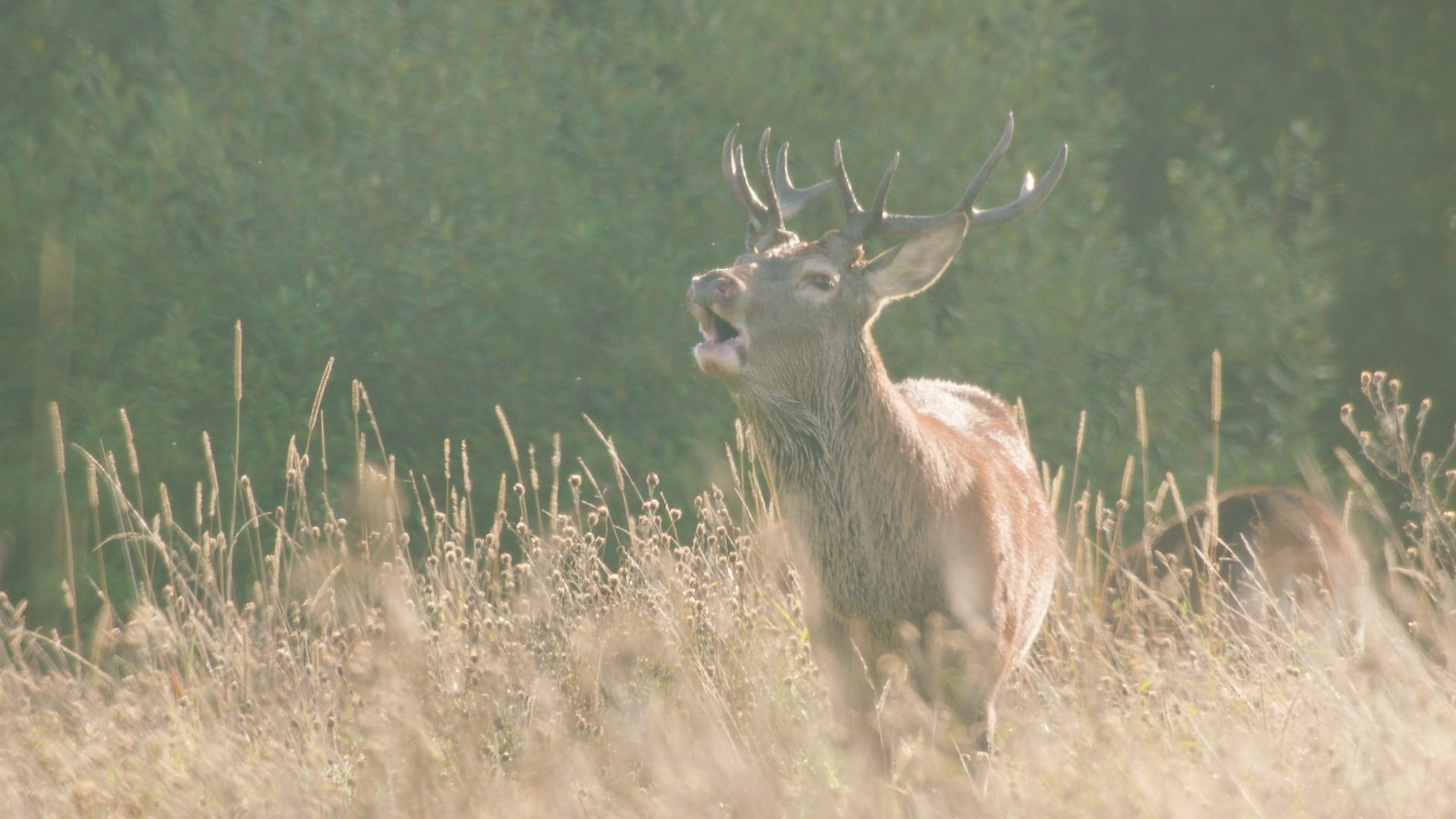BBC Two - Autumnwatch, It’s time for Autumnwatch 2022!