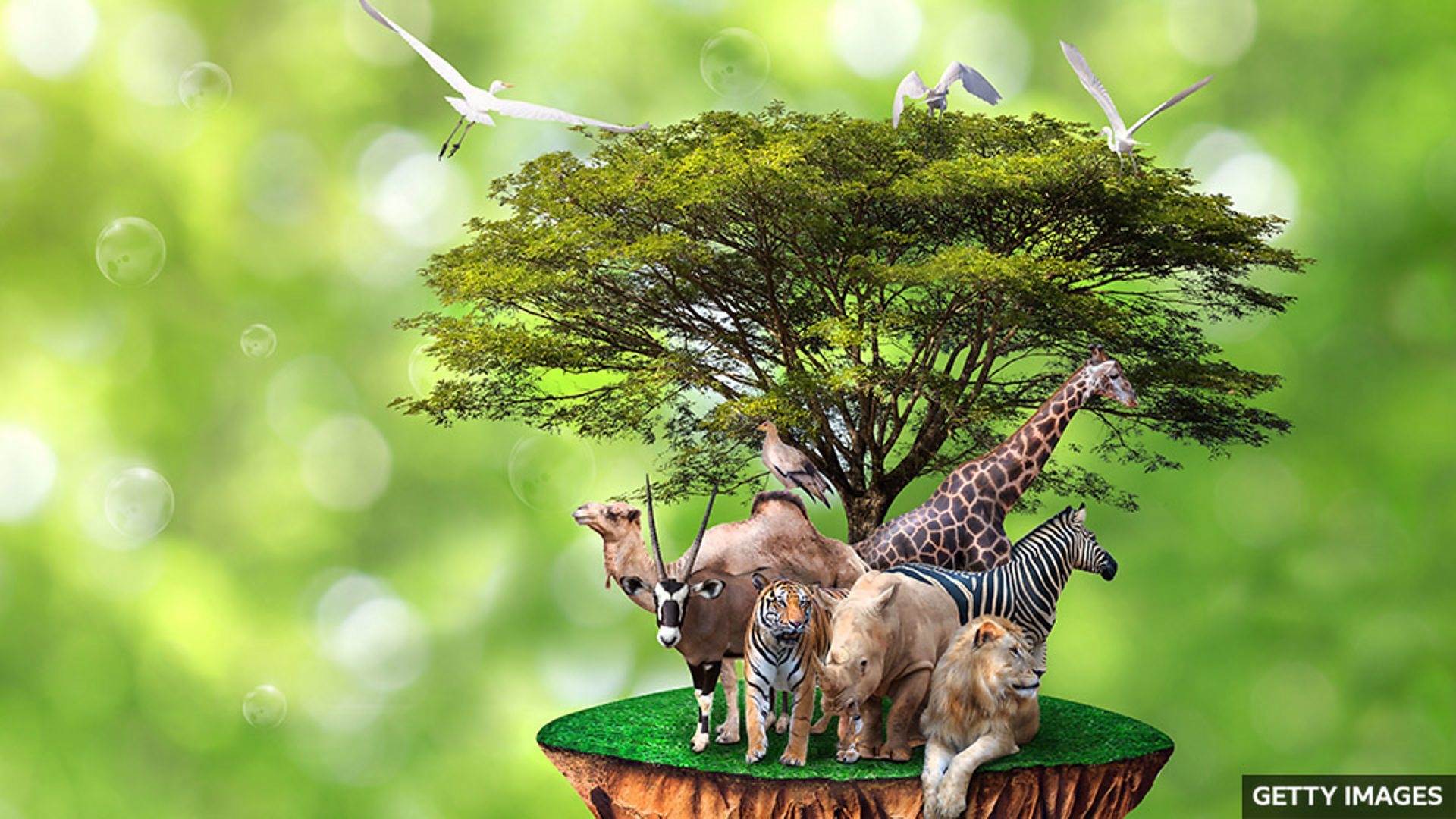 BBC - BBC Learning English, BBC英语大破解：What is biodiversity and why is it ...