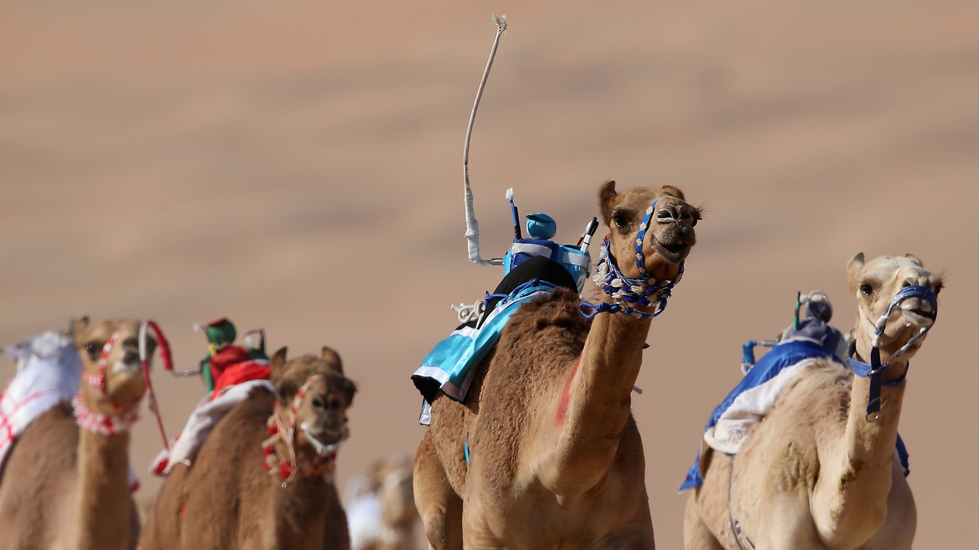 BBC World Service - Witness History, How camel riding robots saved ...