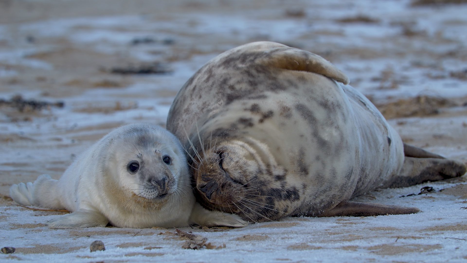 BBC Two - Winterwatch, It's time for Winterwatch 2023