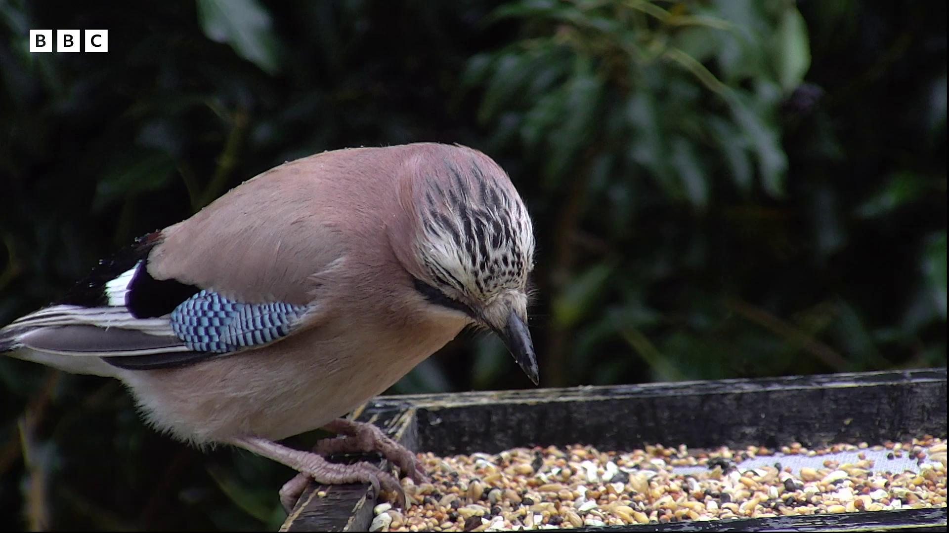 BBC Two - Winterwatch, Best of the Winterwatch bird feeder