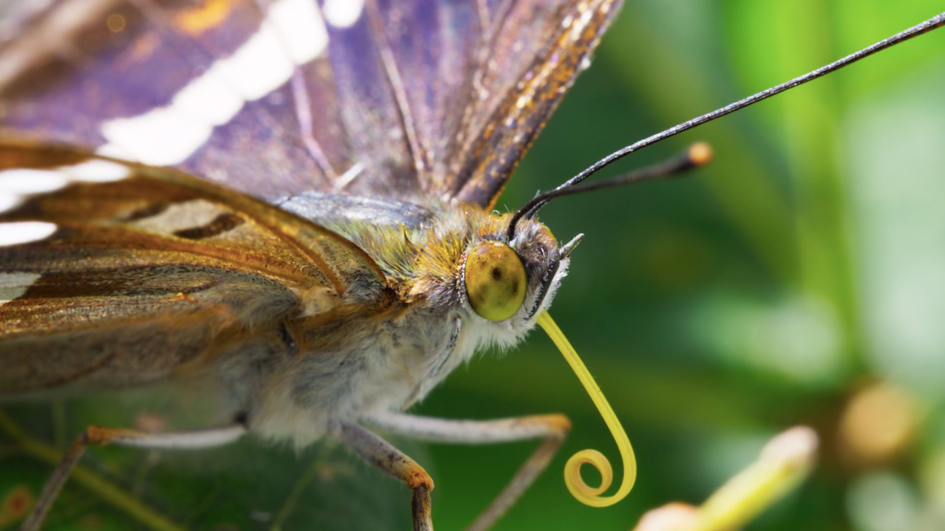 BBC One - Wild Isles, Series 1, Woodland, Purple emperor butterflies