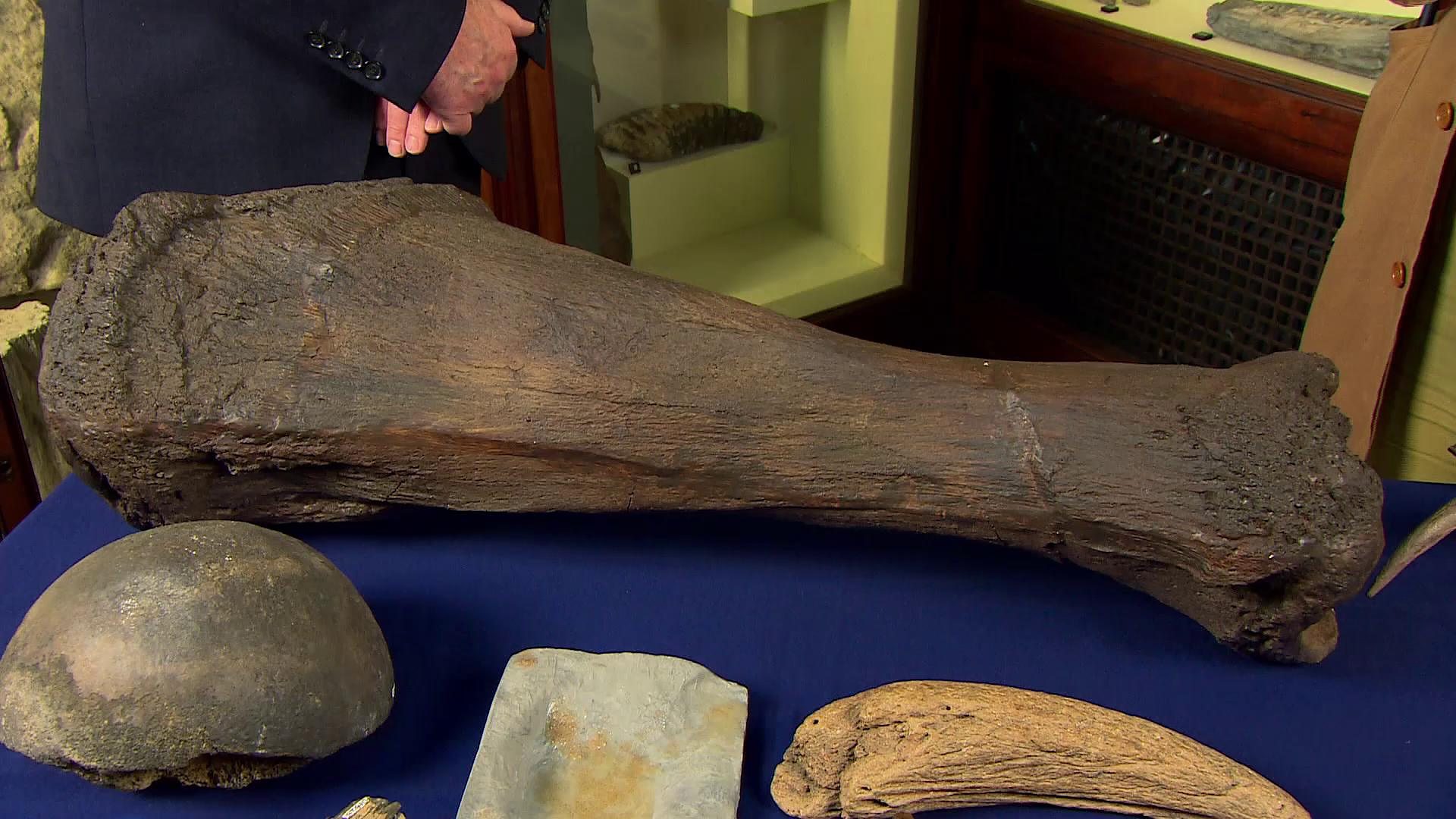 BBC One - Bargain Hunt, Series 64, Norwich 22, The remains of a mammoth ...