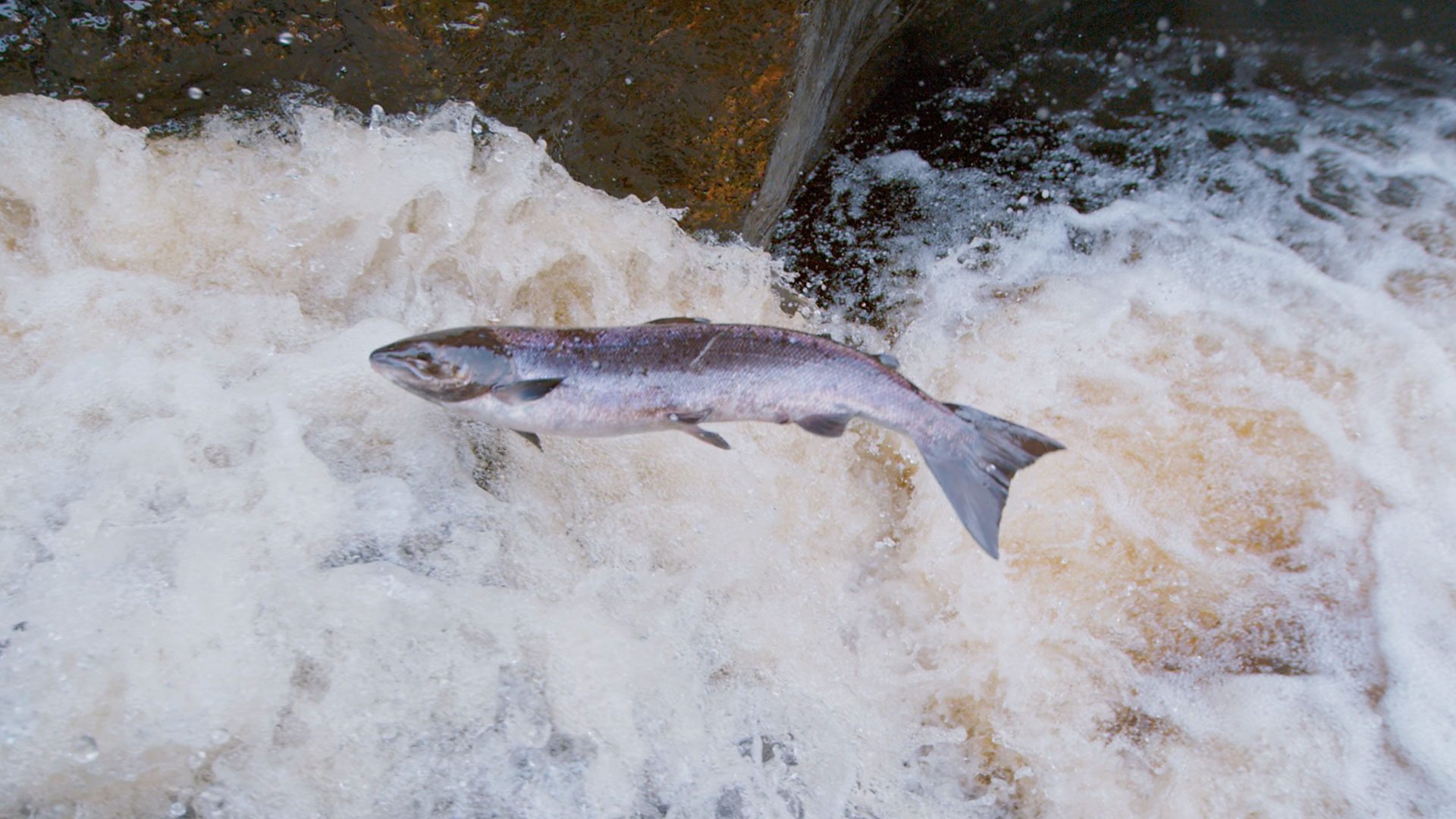 BBC One - Wild Isles, Series 1, Freshwater, Atlantic salmon