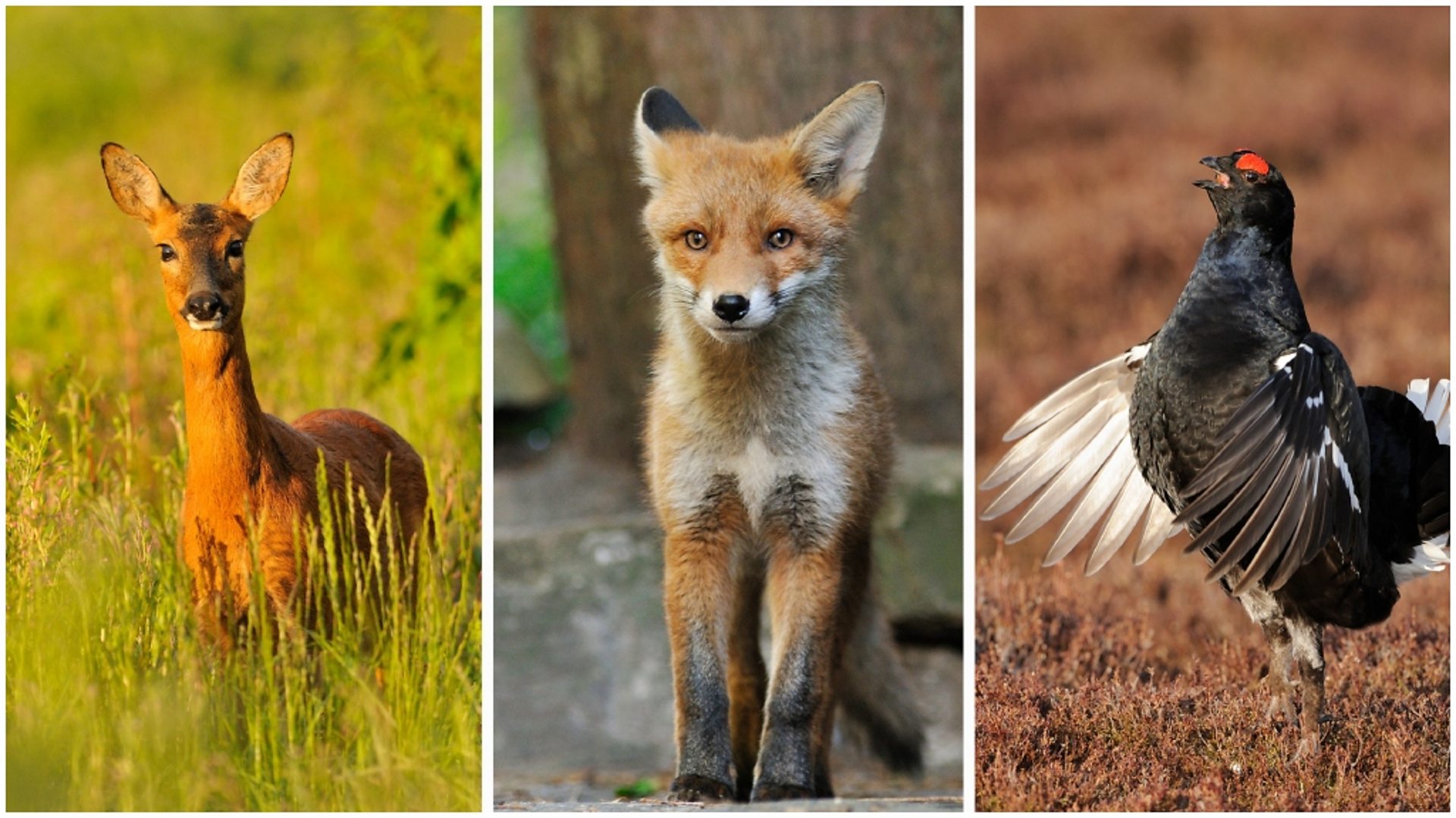 Stunning and dramatic new series Scotland The New Wild to showcase ...