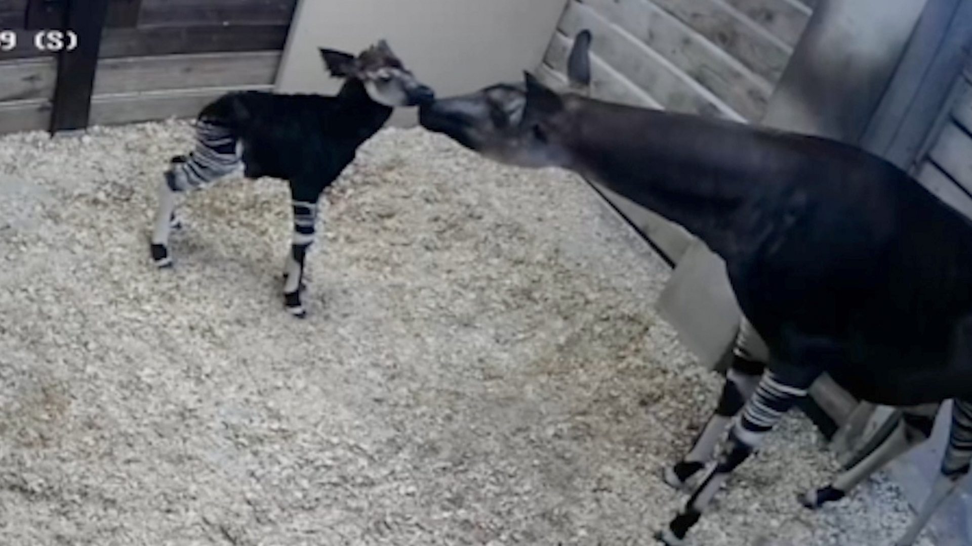 Baby Okapi