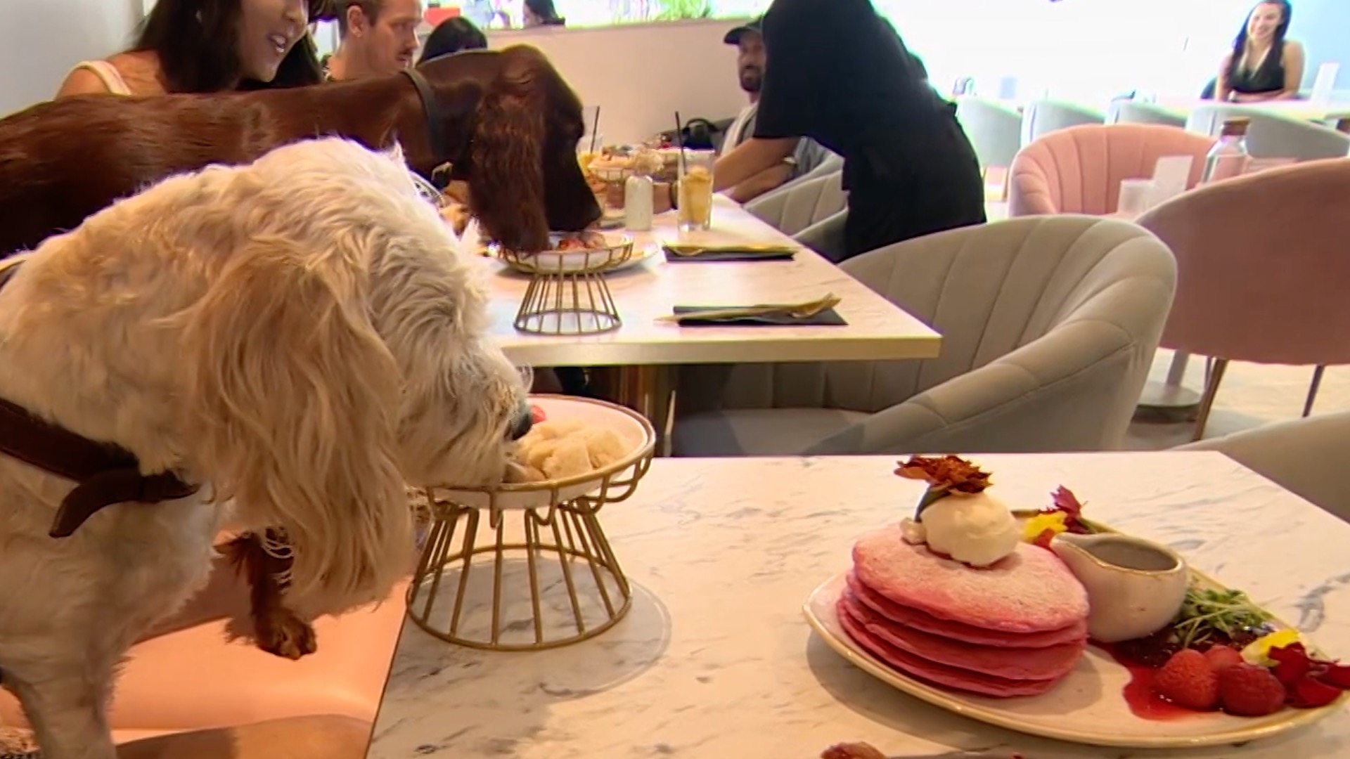 BBC - BBC Learning English, BBC Lingohack “英语大破解”: A cafe in London ...