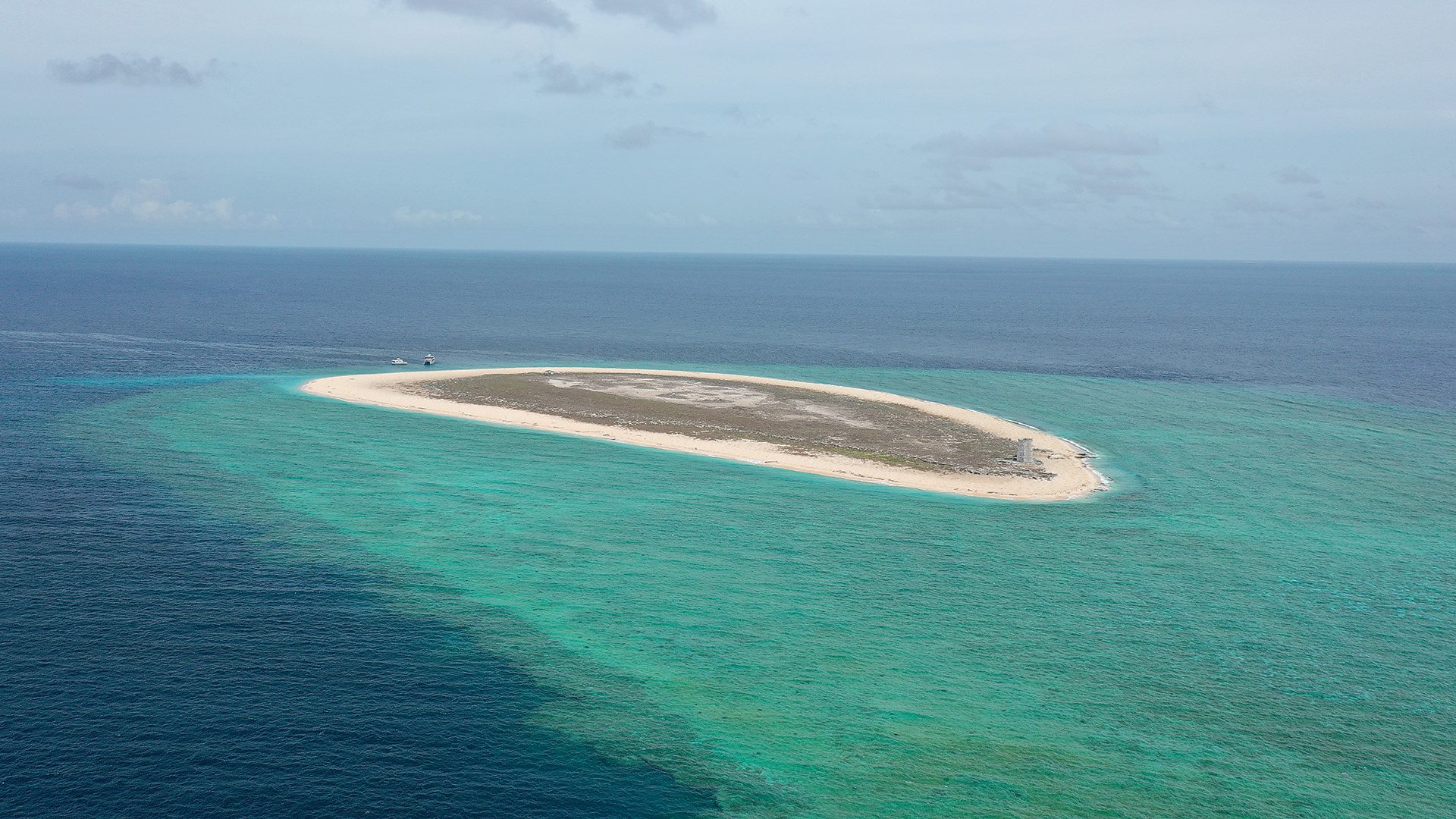 Raine Island Queensland Green Turtle Rookery On Raine Island Brought