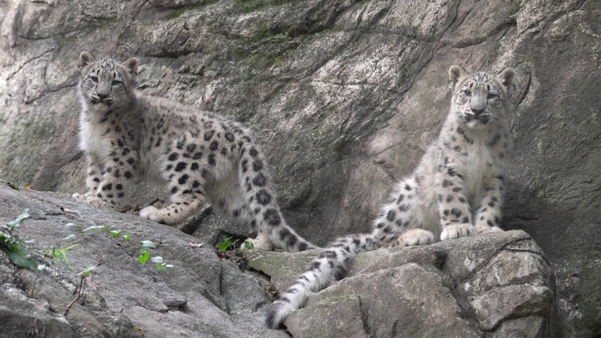 Snow Leopard Cubs Playing