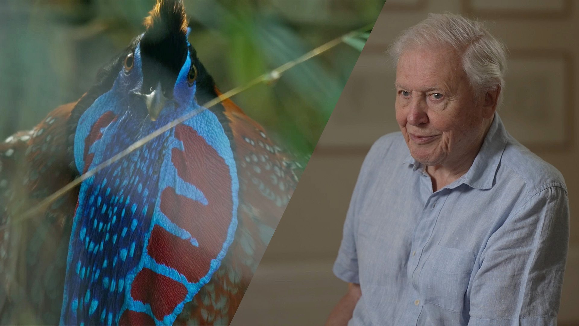 Sir David Attenborough on Planet Earth III's mesmerising bird courtship