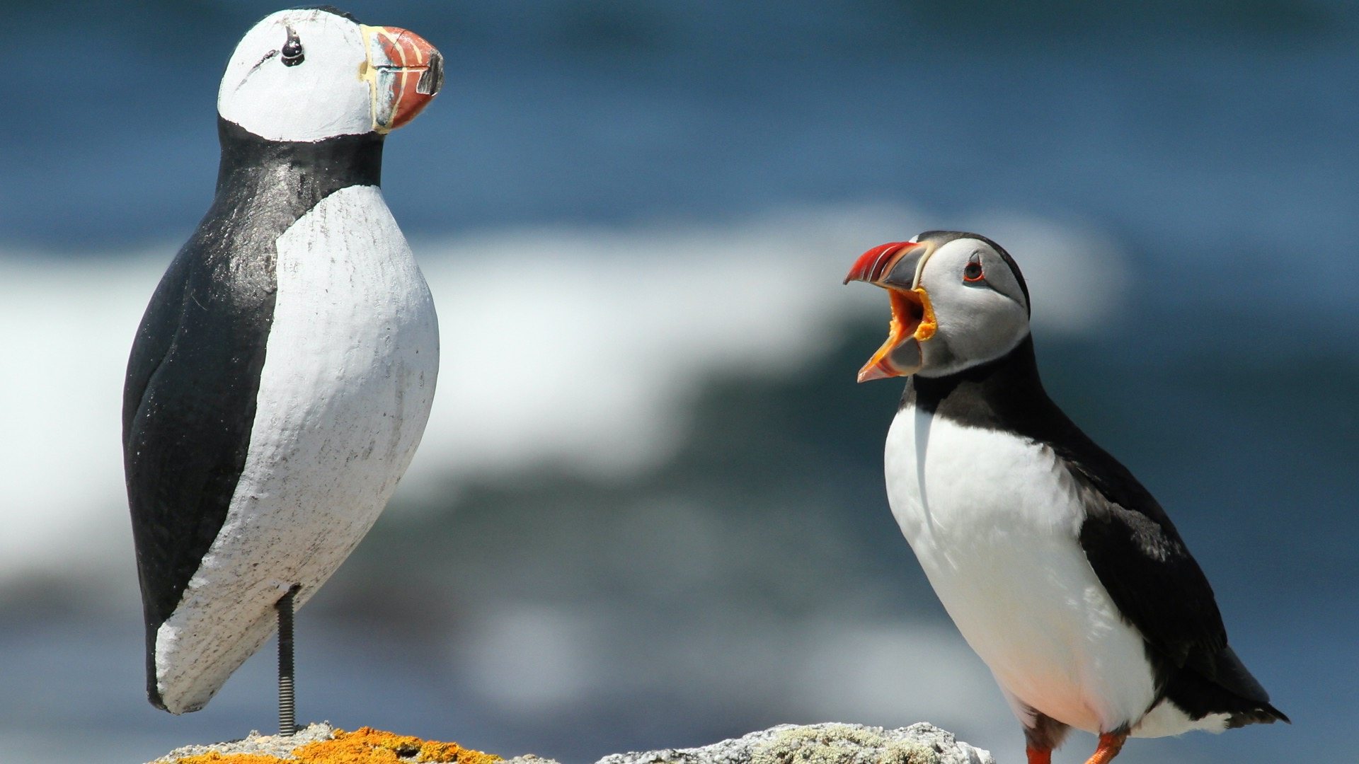 BBC World Service - People Fixing The World, How fake birds are helping ...