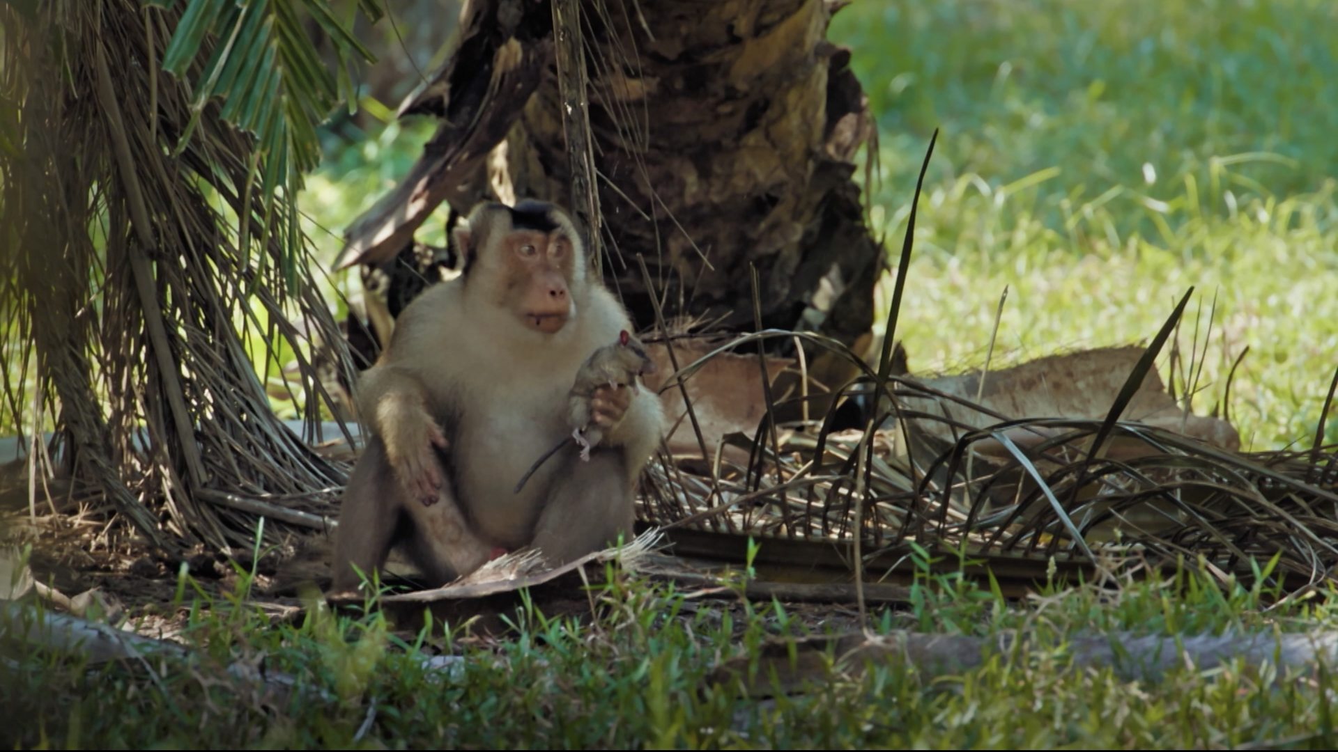BBC One - Mammals, Series 1, The New Wild, Macaques aren't just vegetarians