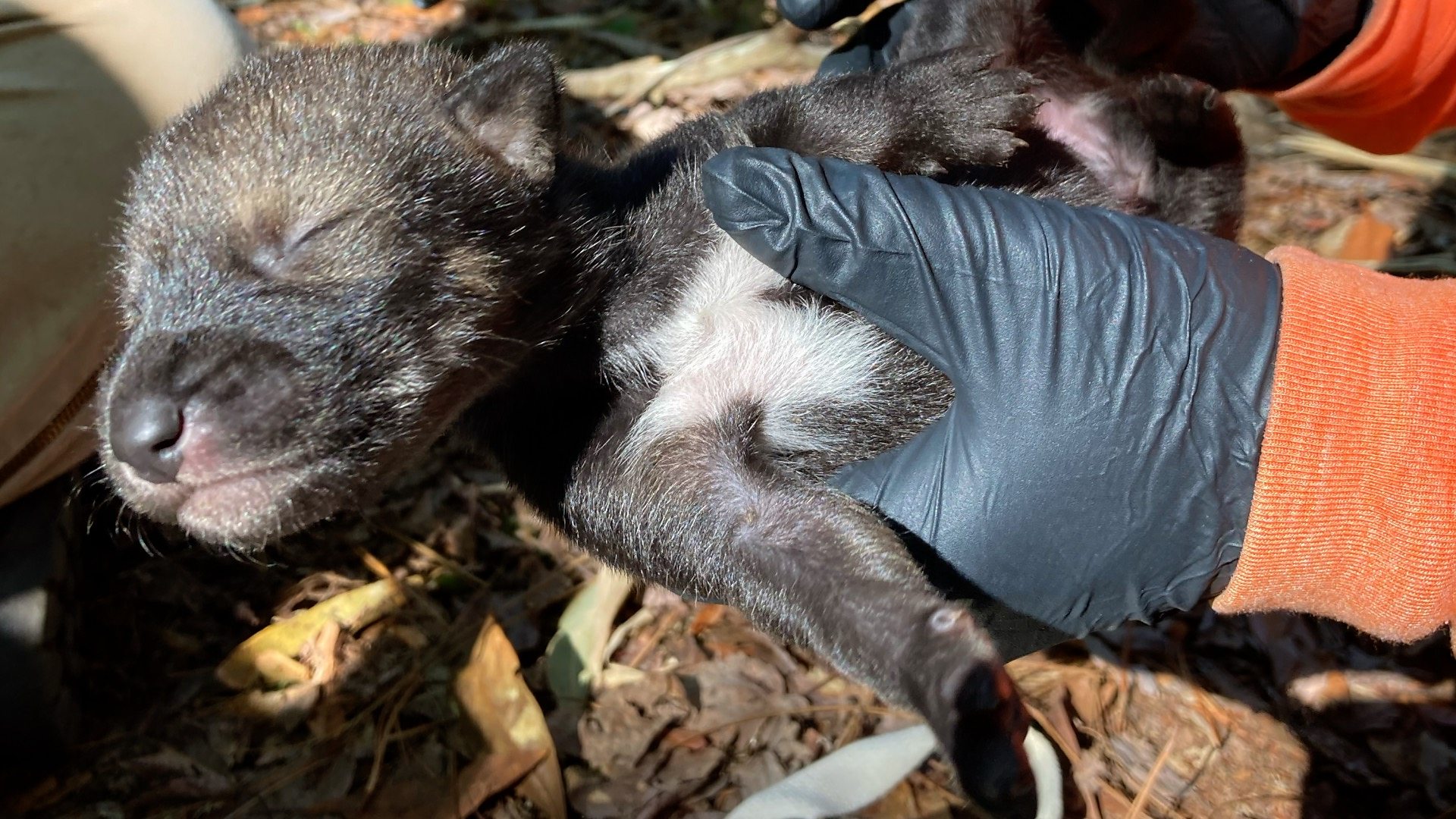 Red Wolf Pups Endangered Earth: Welcome California's New Wolf Pups