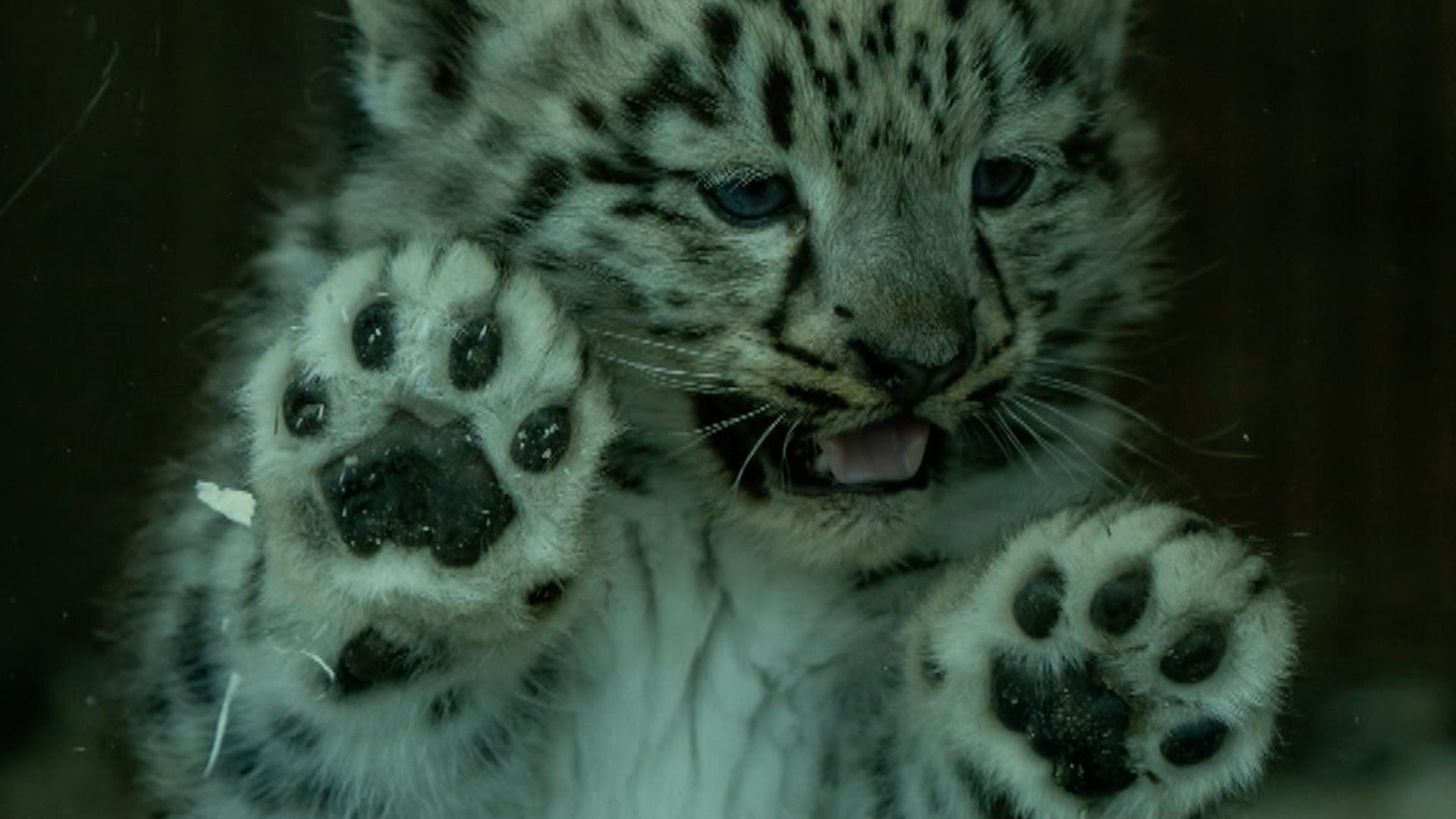 Baby Snow Leopards In Pictures: The Adorable Snow Leopards In Their