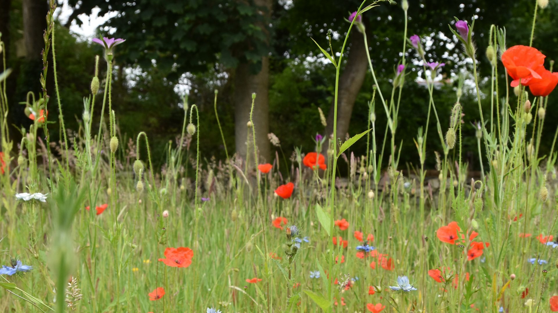 Lagan Valley Regional Park