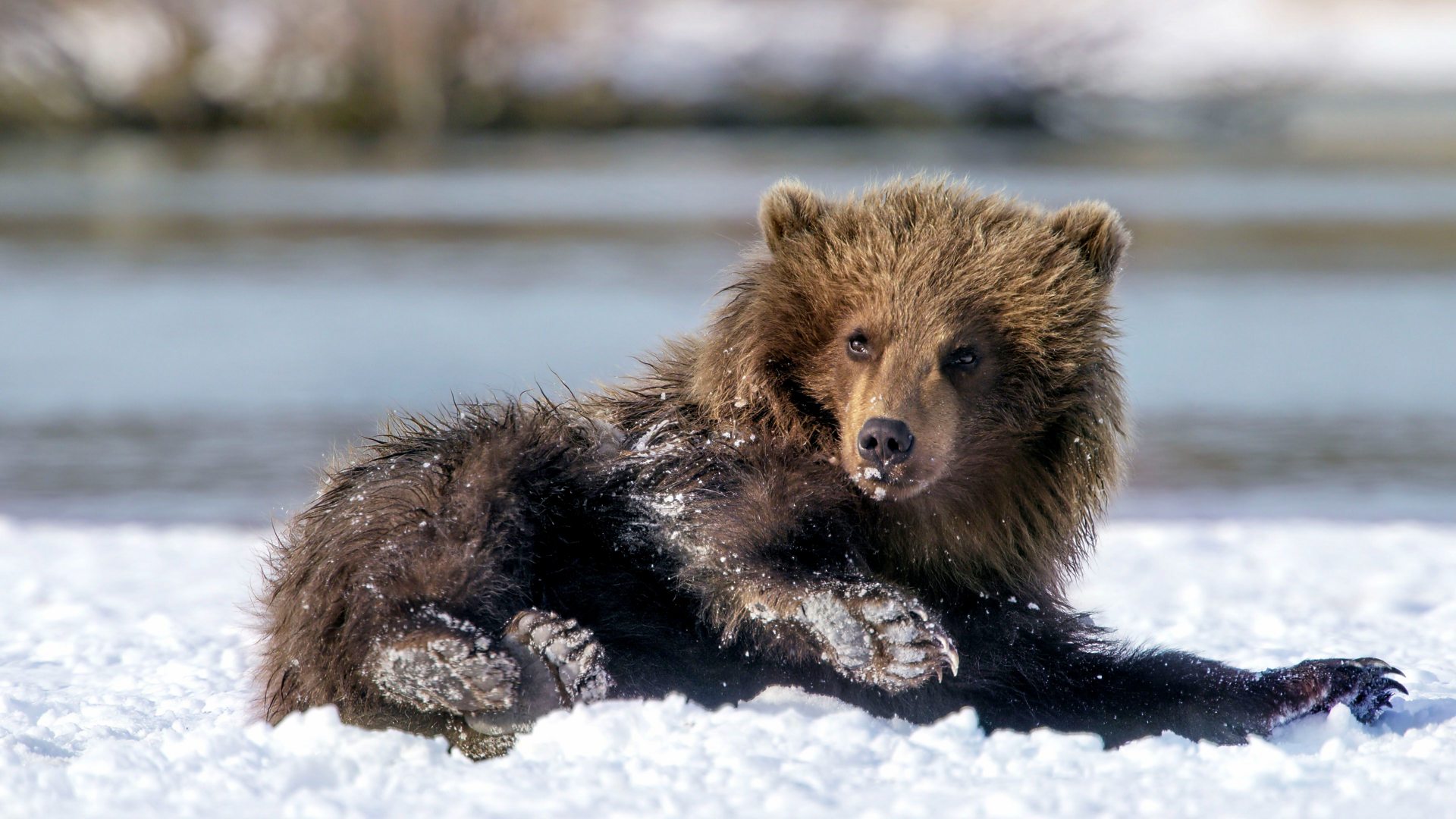 Asia episode three - Everything you need to know about The Frozen North