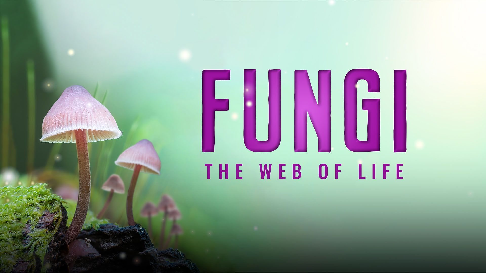 Fungi: Web of Life