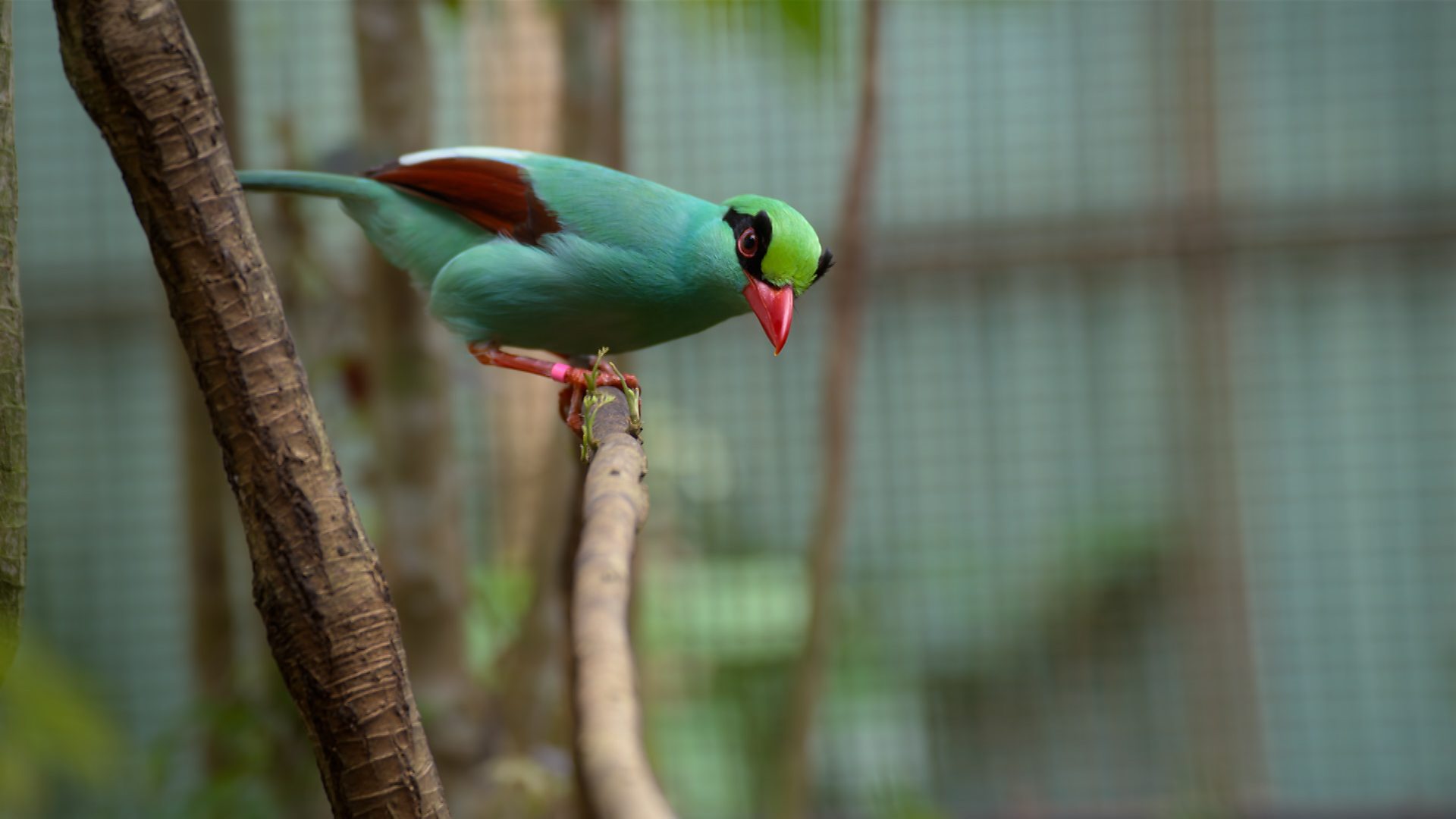 BBC One - Asia, Series 1, Saving Asia, Saving the Javan green magpie