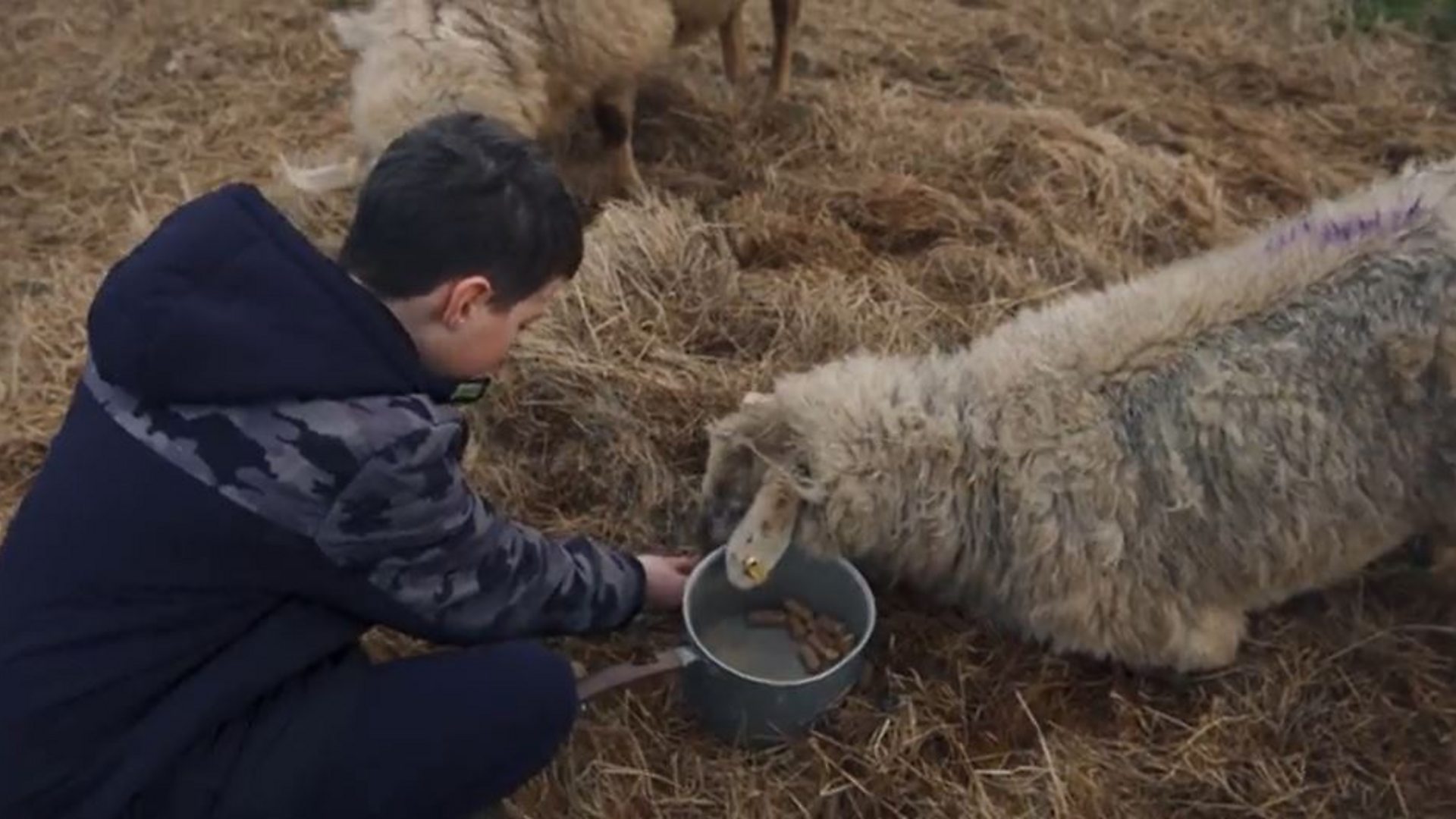 BBC Two - This Farming Life, Series 7, Pig Pandemonium, The Benefits of Working With Animals