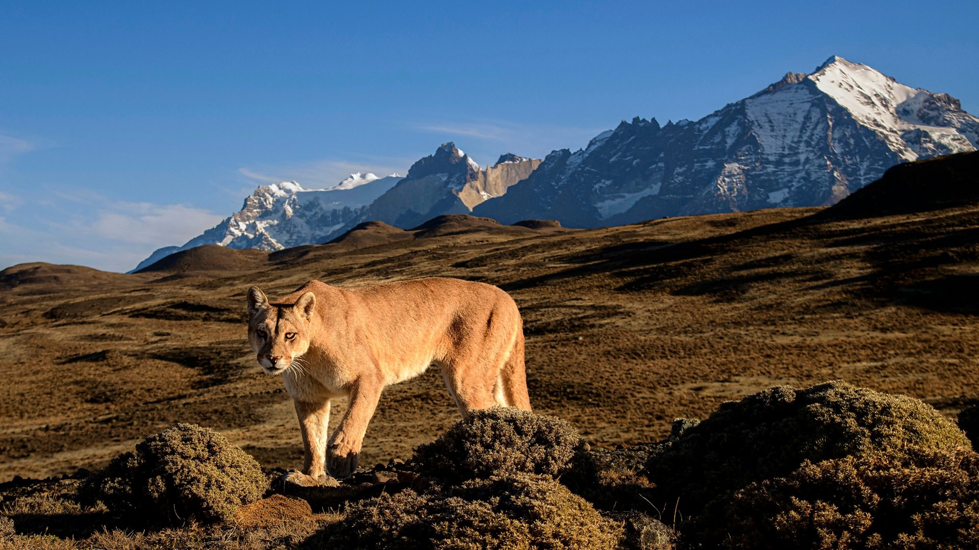 Tom Hanks reveals why he joined epic natural history series The ...
