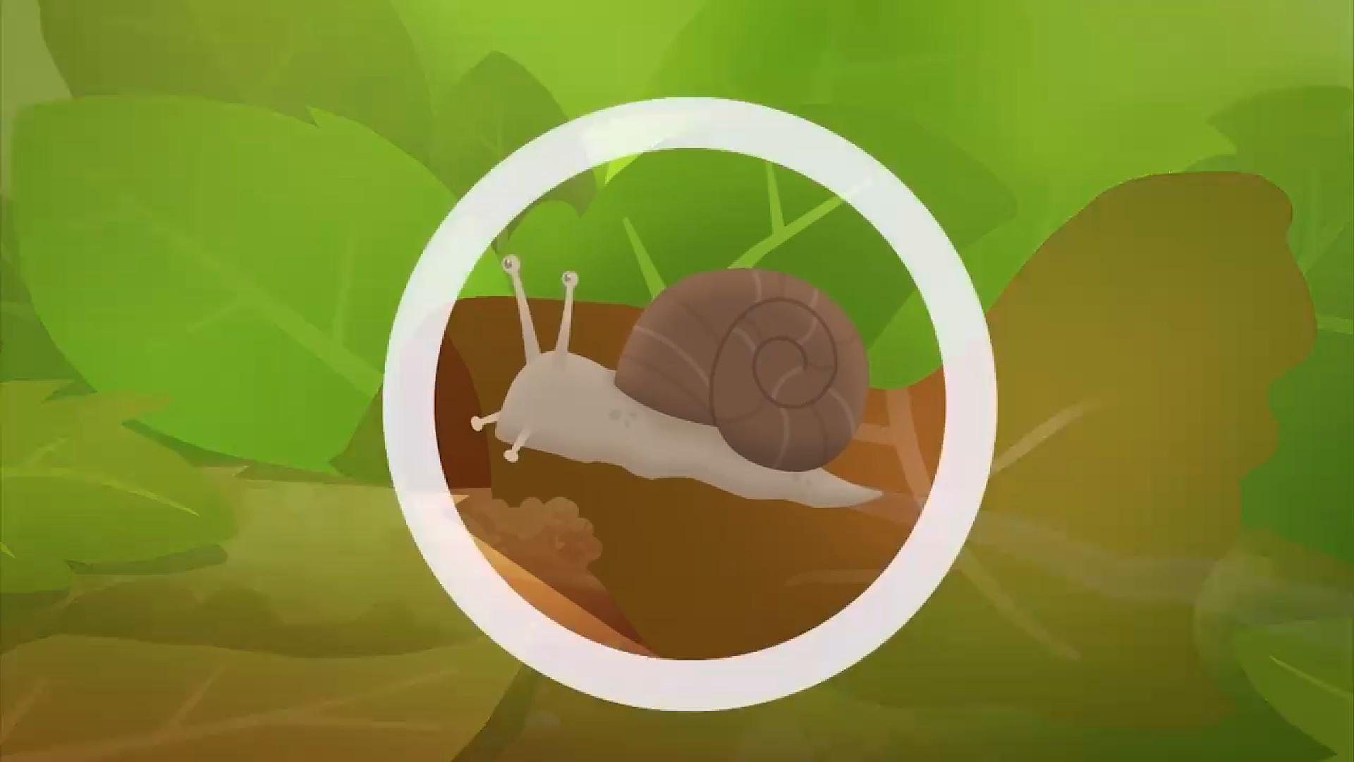 CBeebies - Teeny Tiny Creatures, Facts about Snails | Ferne & Rory's ...