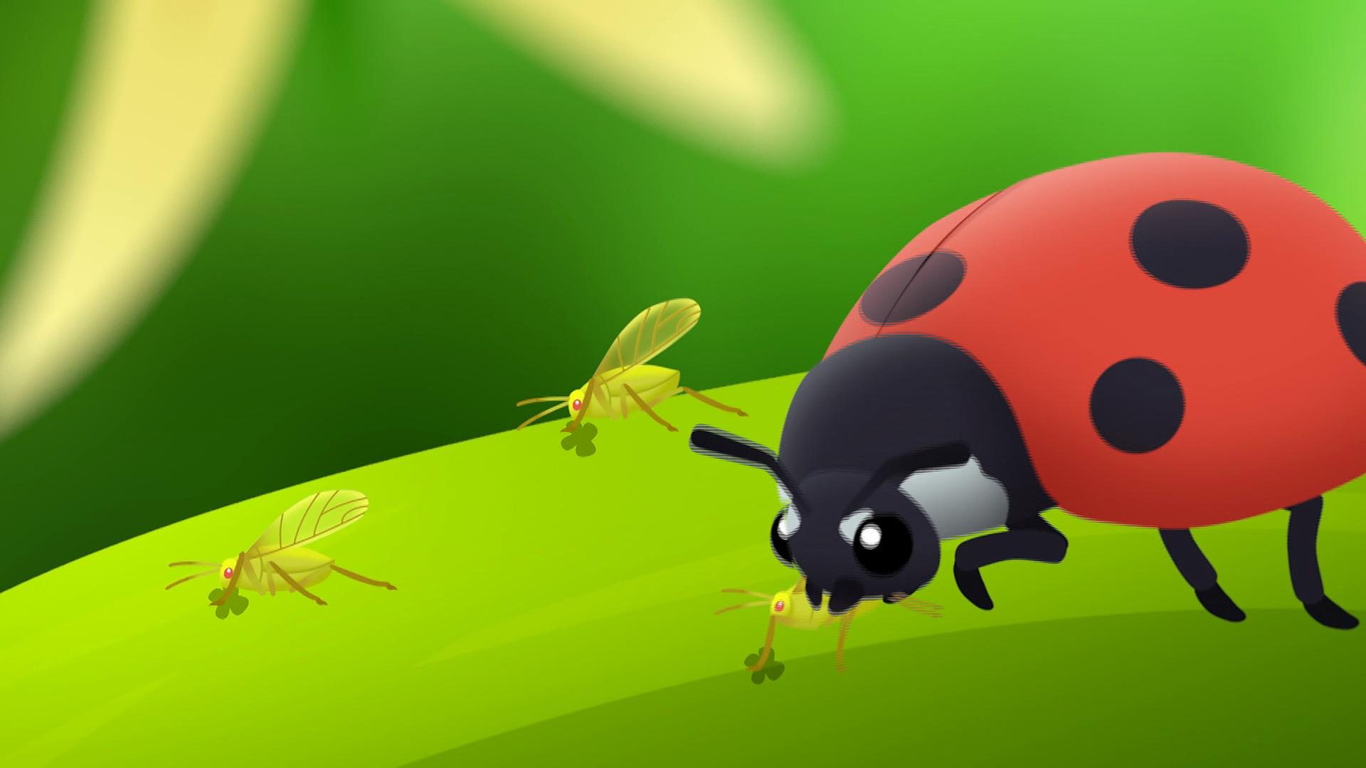 CBeebies - Teeny Tiny Creatures, Facts about Ladybirds | Ferne & Rory's ...
