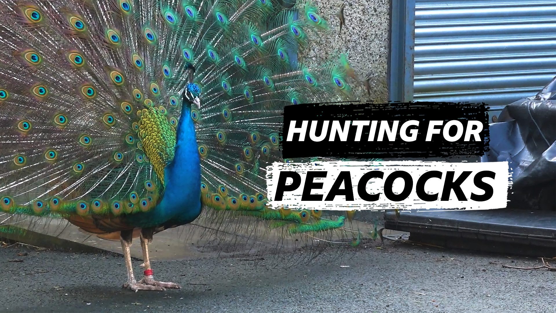 BBC - The Social, Hunting For Peacocks