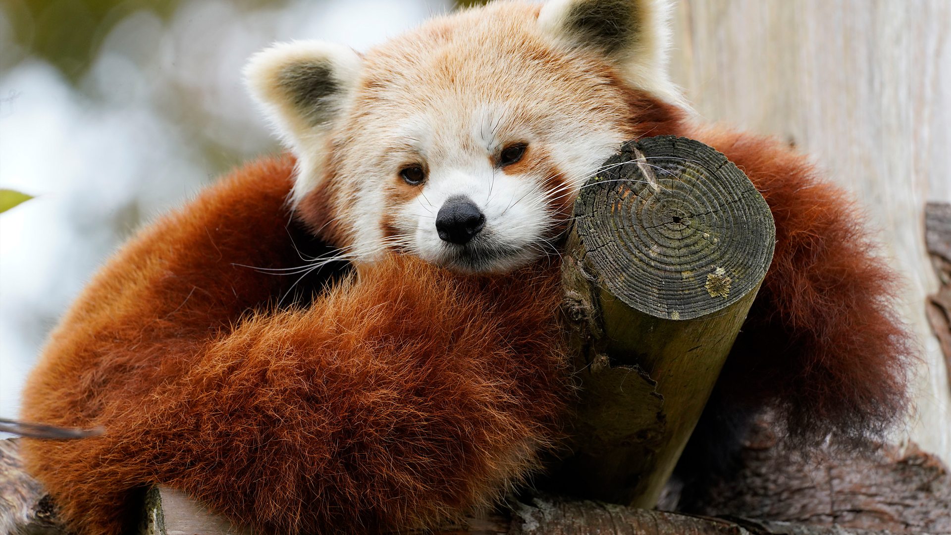 Real Animal Faces