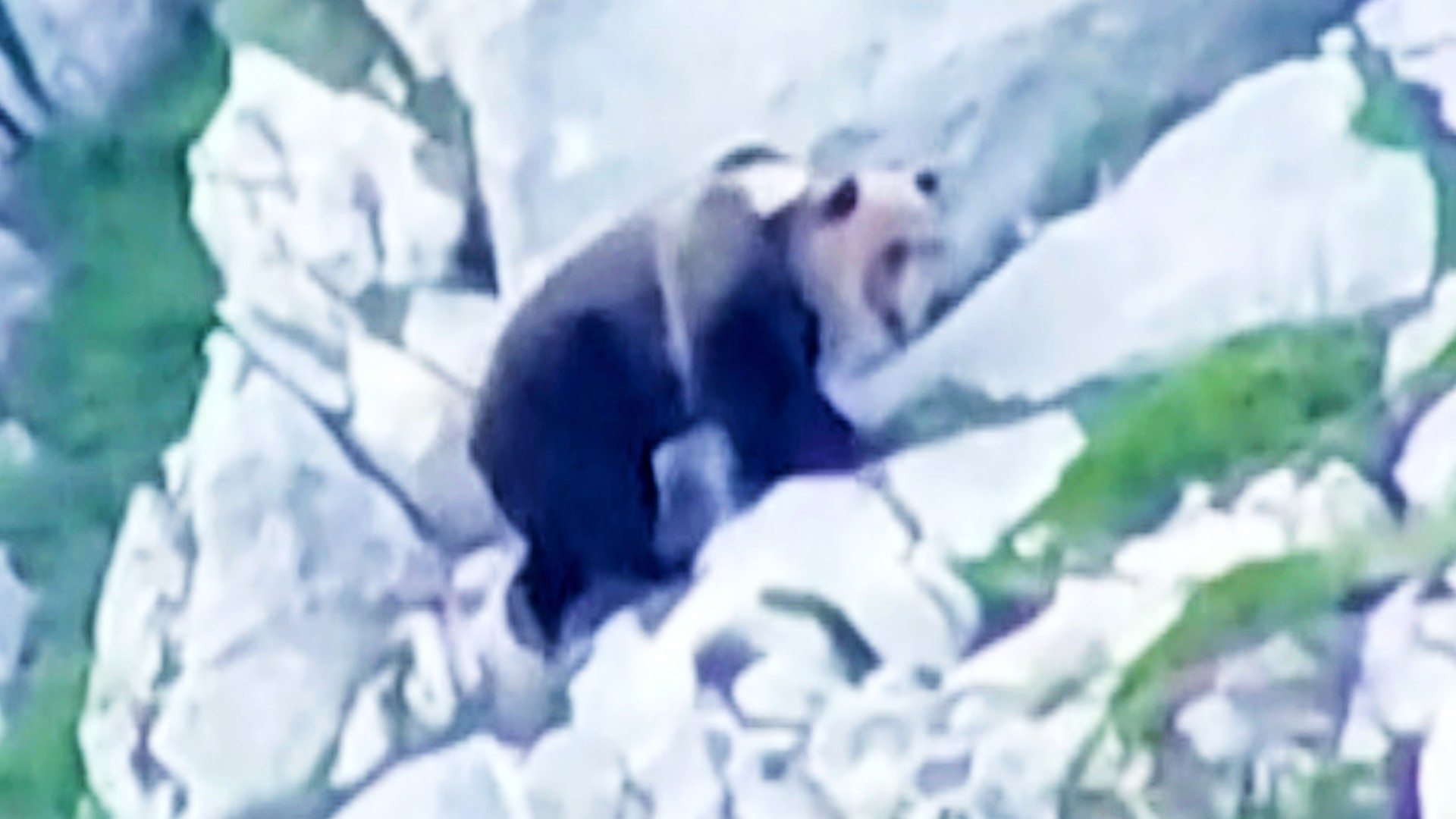 black bear attack cliff