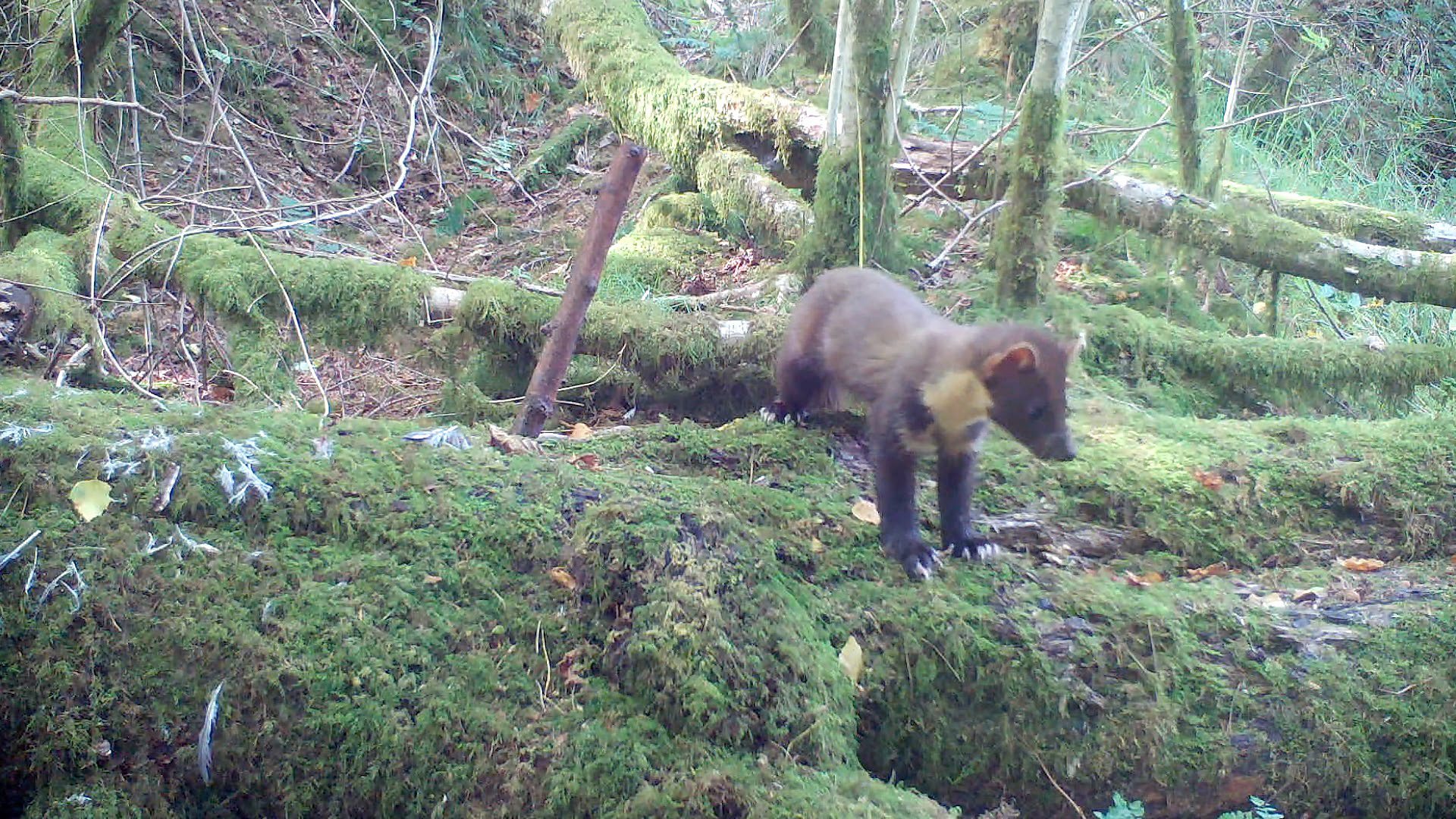 animals in pine forests