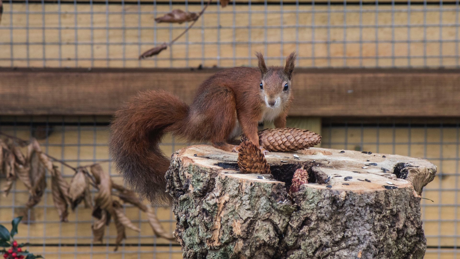 red squirrel central park