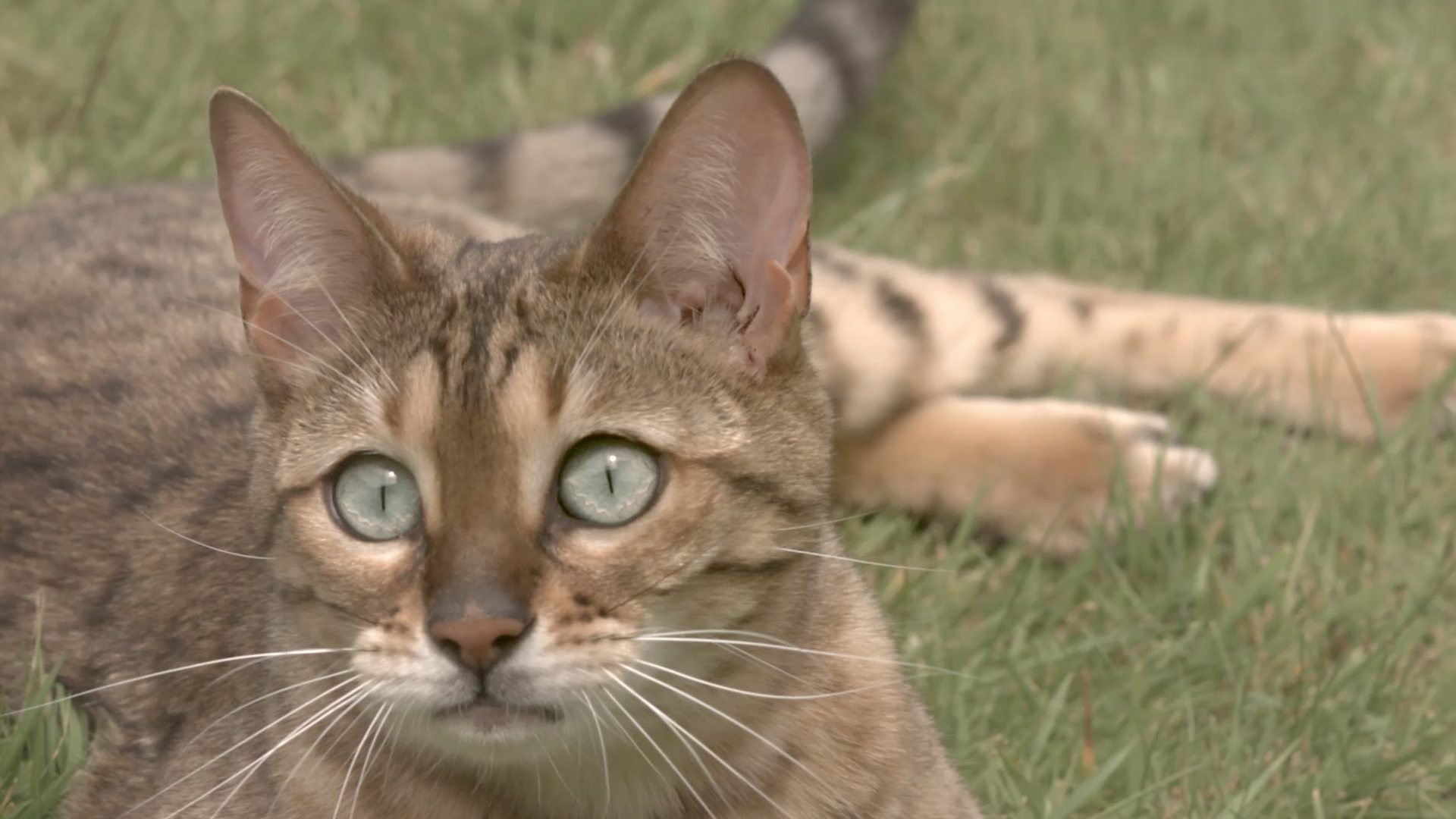BBC Taster - Catwatch