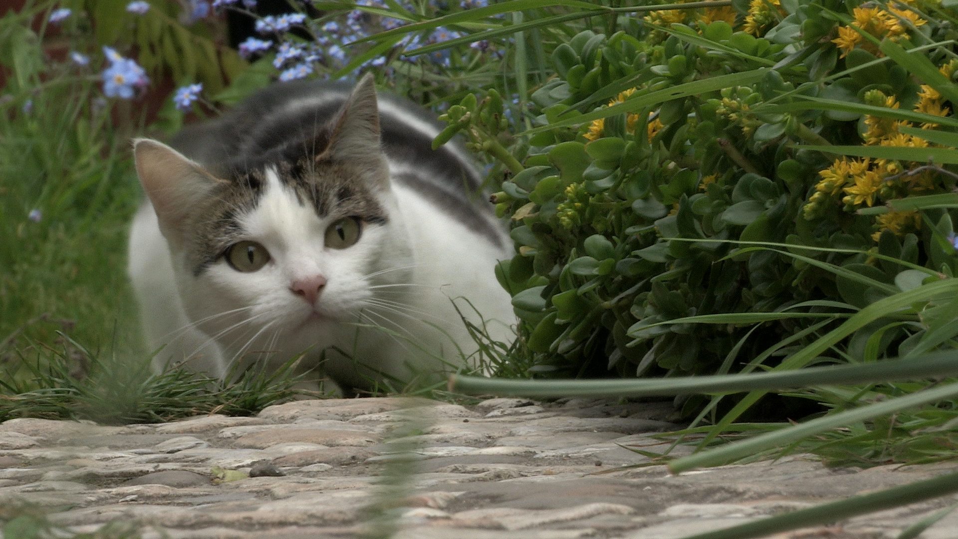 BBC Taster - Catwatch: On the Hunt