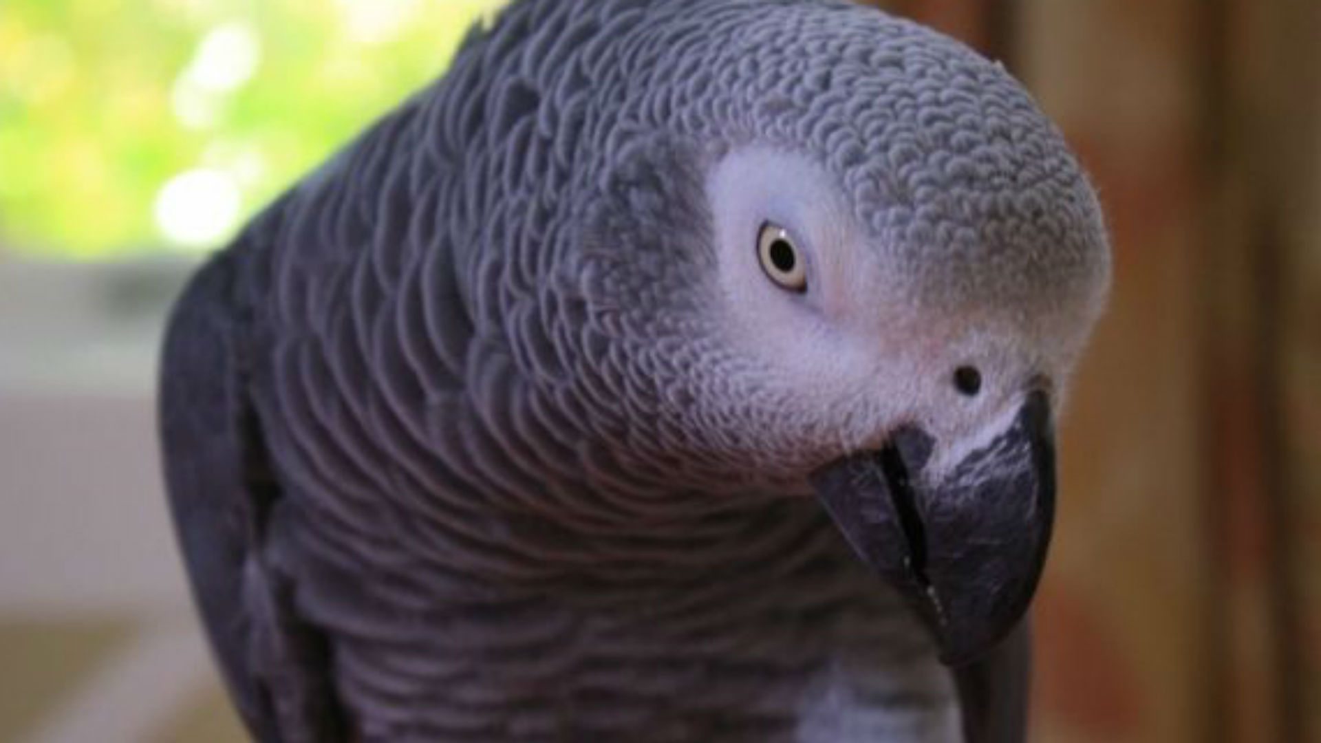 Pet parrot witness helps send husband-killer to prison for life - BBC Three