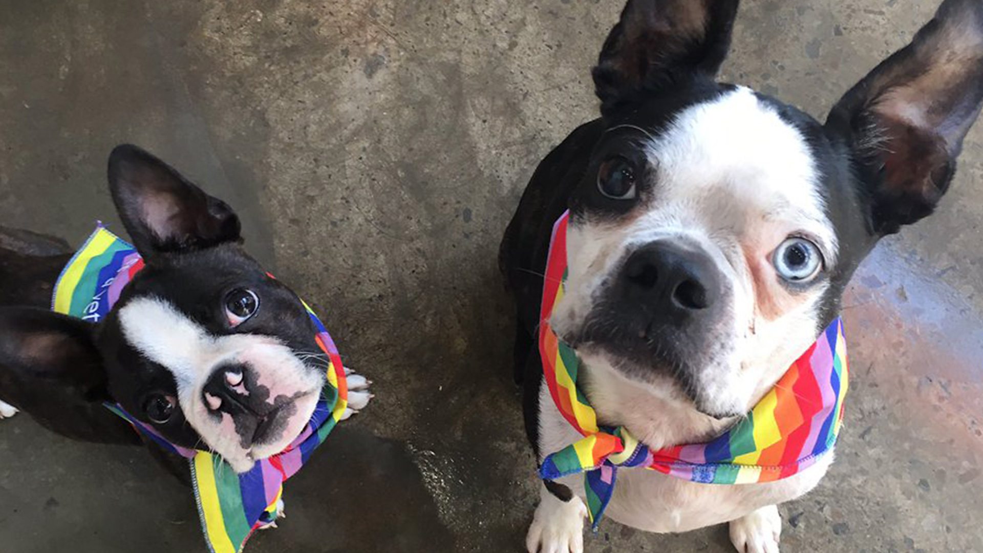How these dogs became a symbol of marriage equality - BBC Three