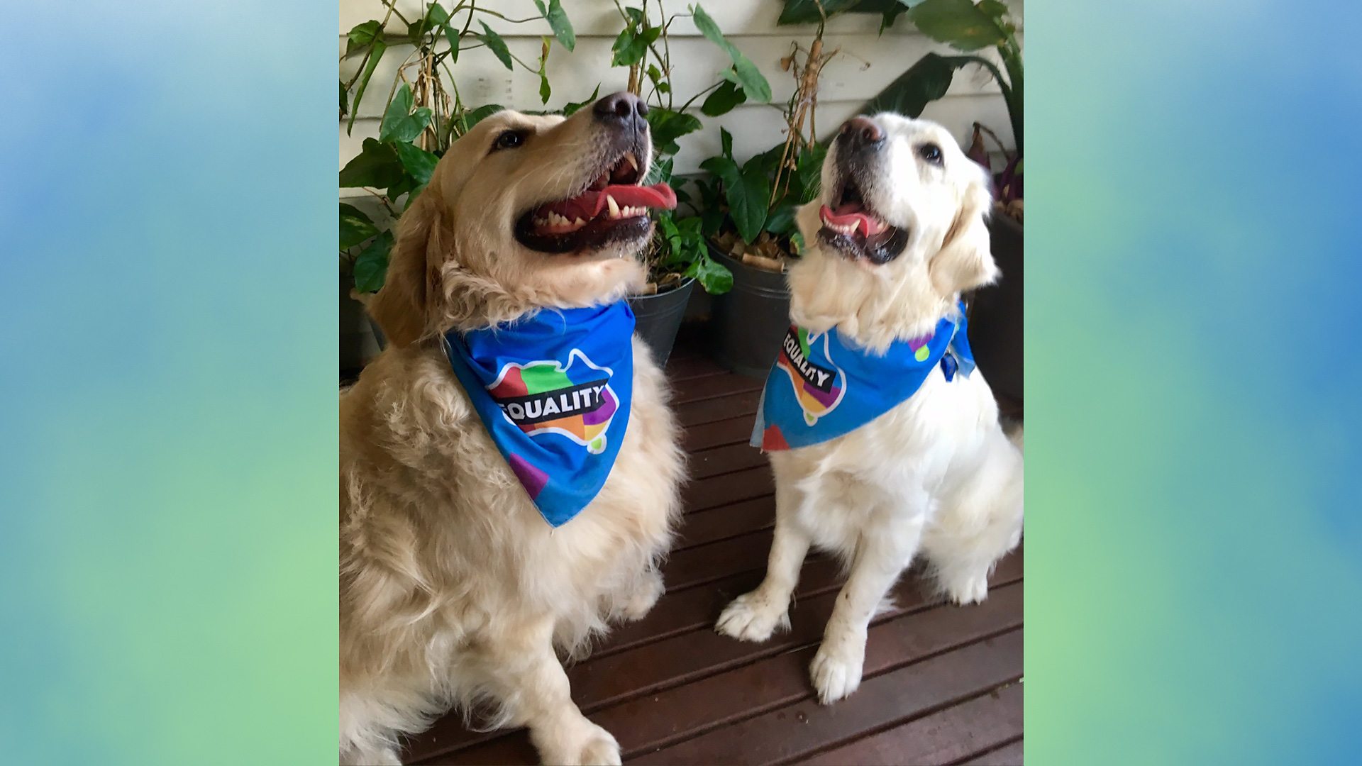 How these dogs became a symbol of marriage equality - BBC Three