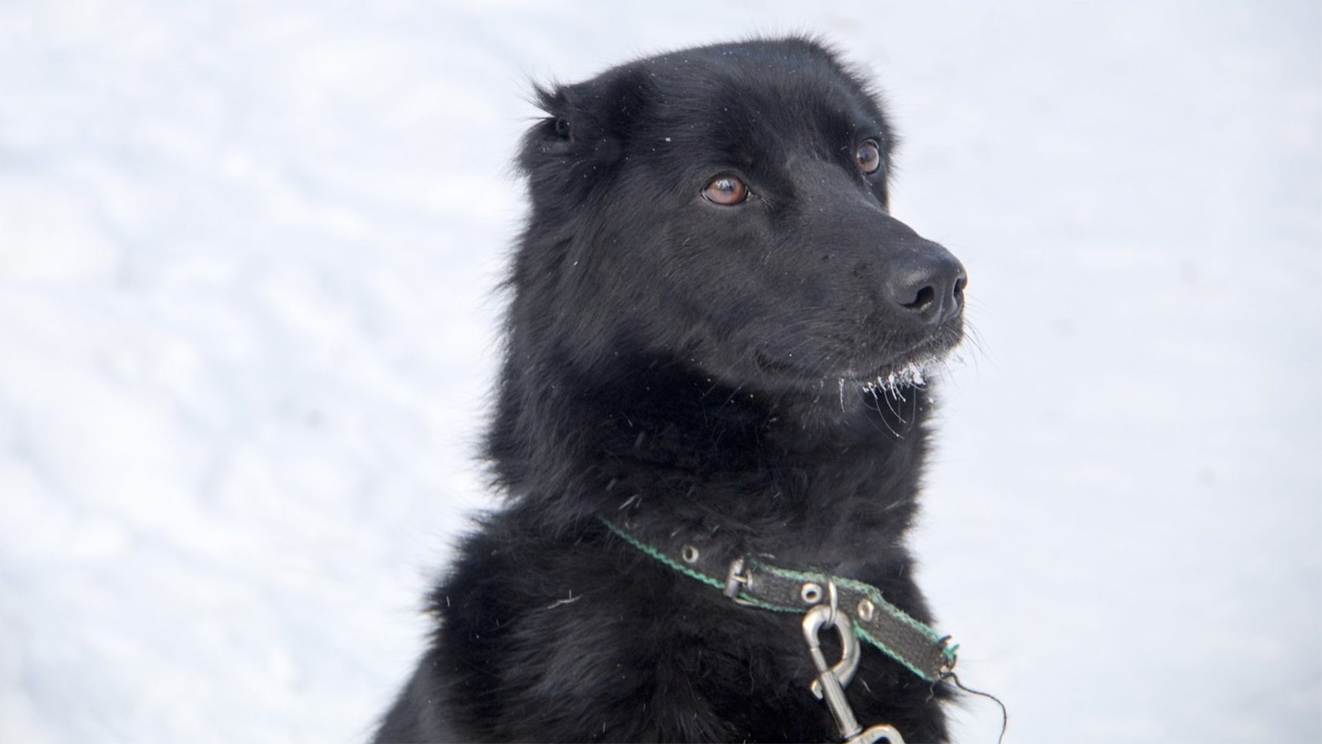 How to adopt your very own World Cup pup - BBC Three