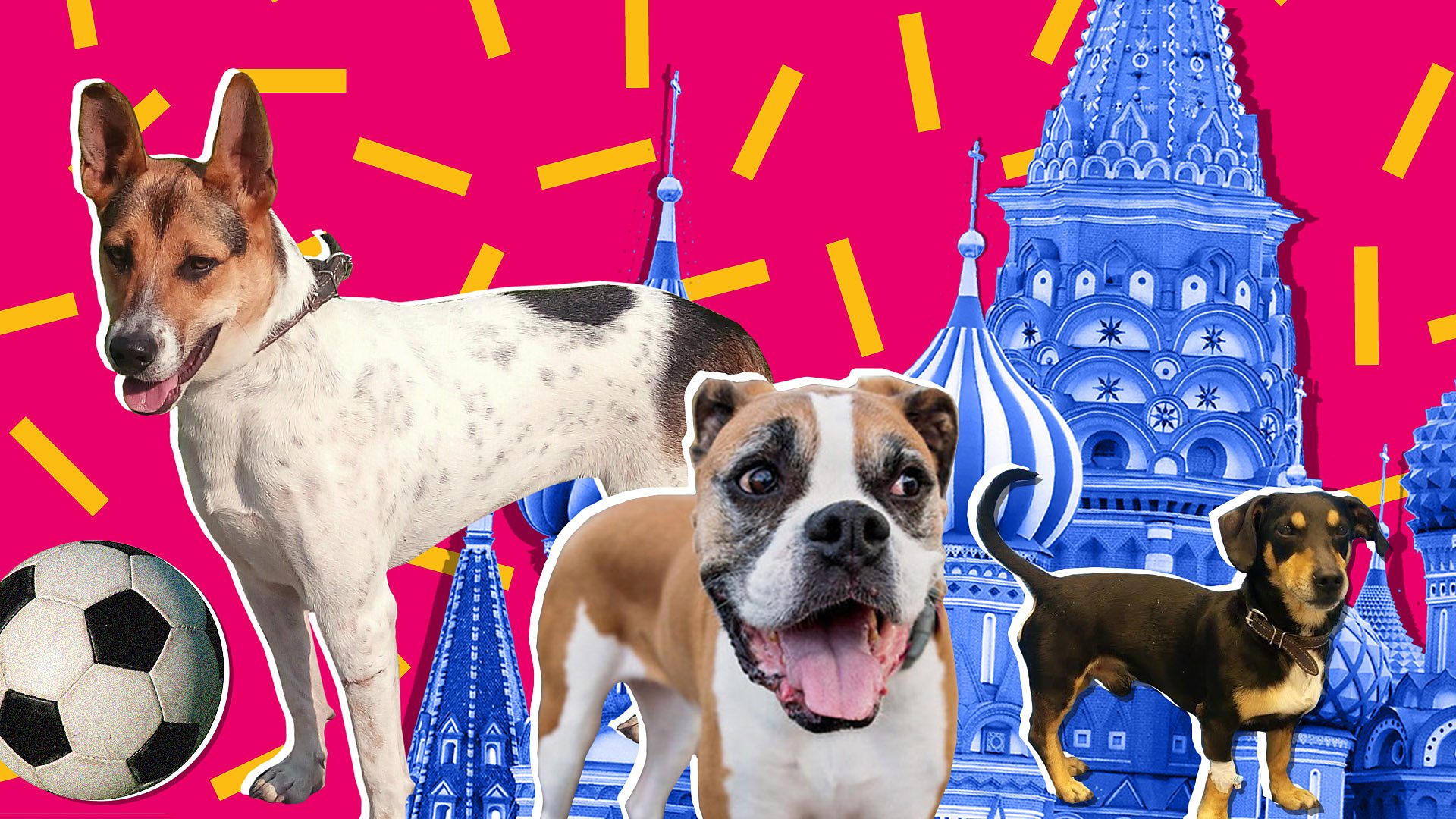 How to adopt your very own World Cup pup - BBC Three