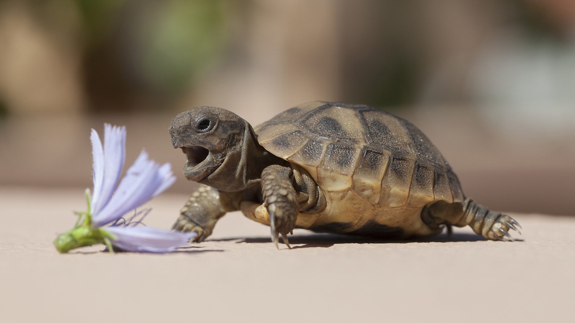 We love cats but there are many other cute animals on the internet ...