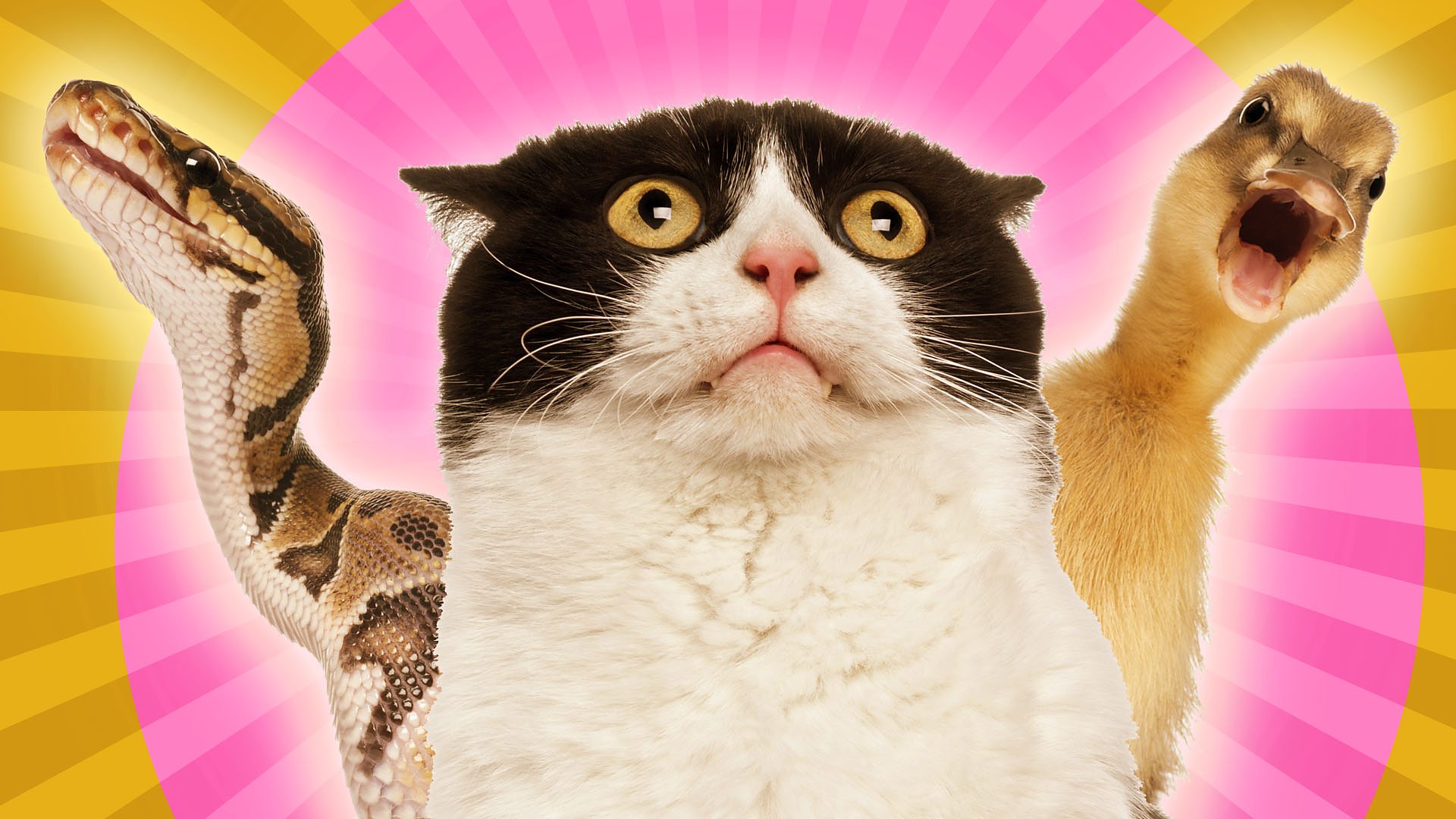 We love cats but there are many other cute animals on the internet ...