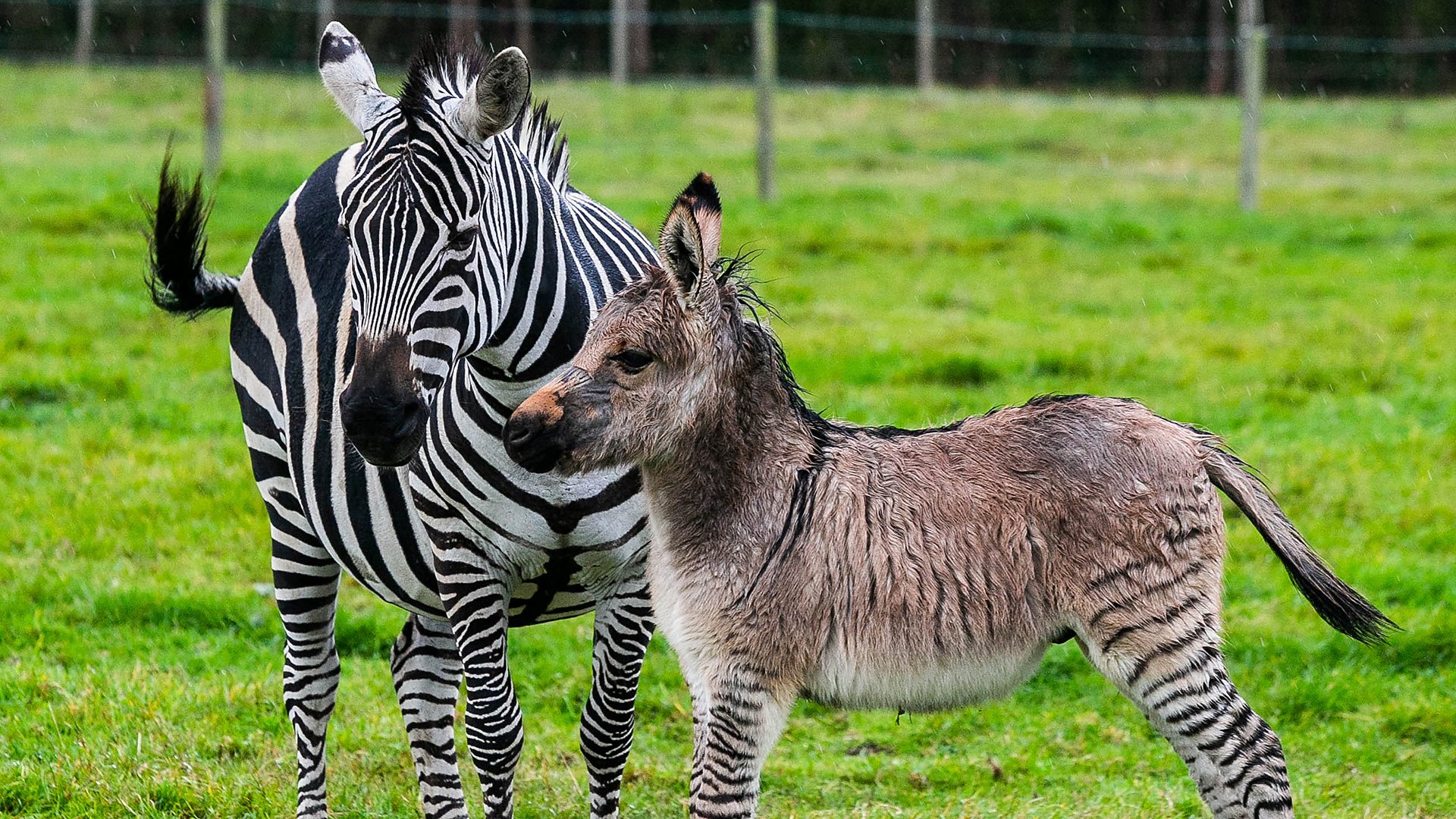Zippy is Britain's second ever zonkey - a donkey-zebra cross - BBC Three