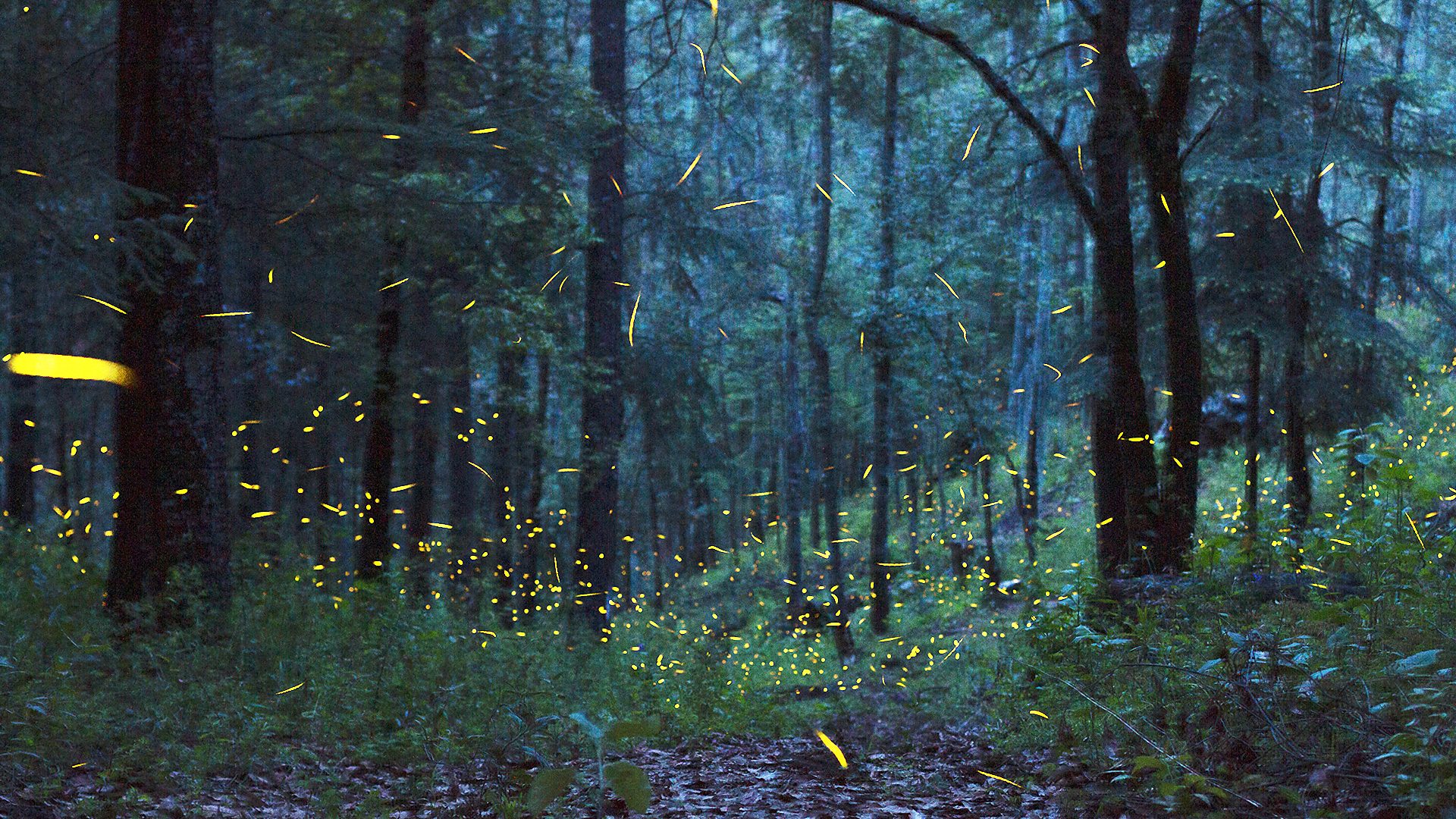 Fireflies Nature Wallpaper Magic Green And Foggy Forest Trees Nature