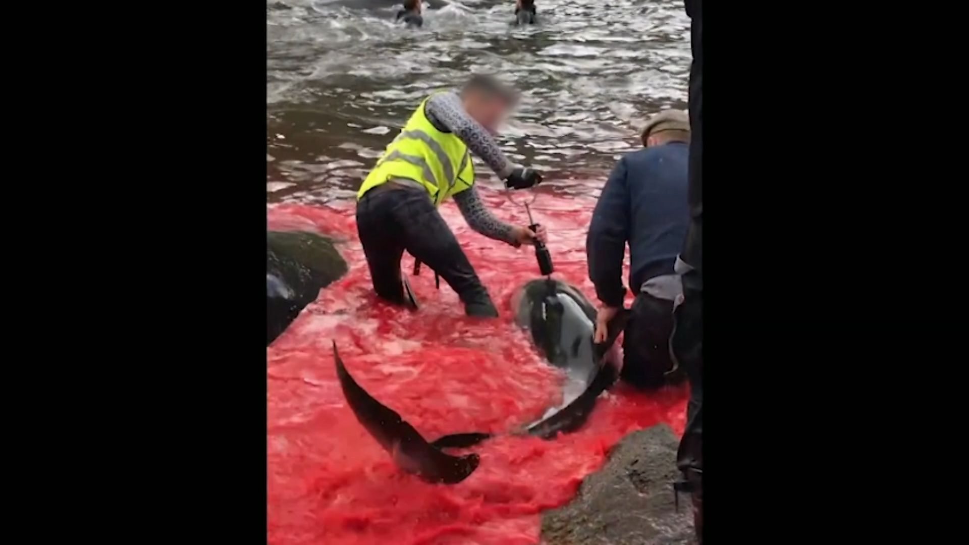 "The grind": Stacey Dooley investigates a controversial, bloody whale ...